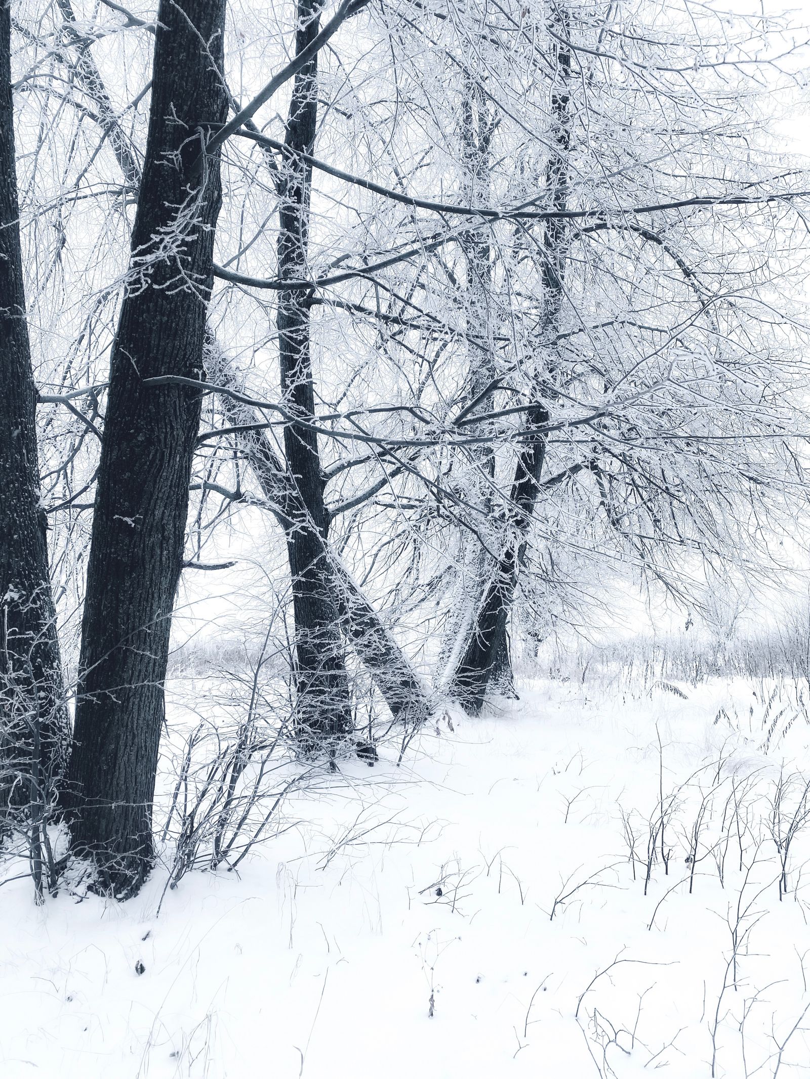Snow Laden Trees Photos, Download The BEST Free Snow Laden Trees Stock ...