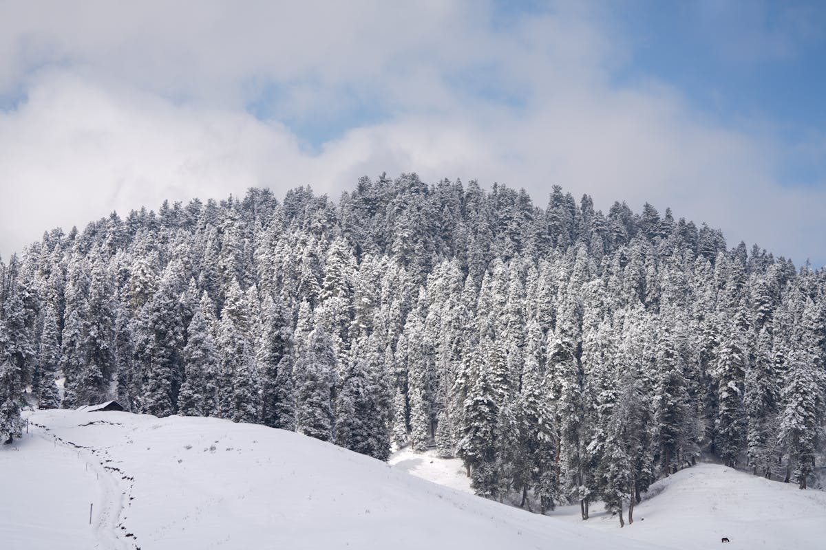 Forest Cold Photos, Download The BEST Free Forest Cold Stock Photos ...