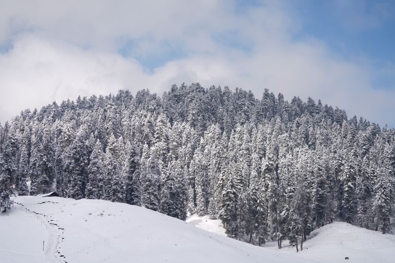 Forest Cold Photos, Download The BEST Free Forest Cold Stock Photos ...