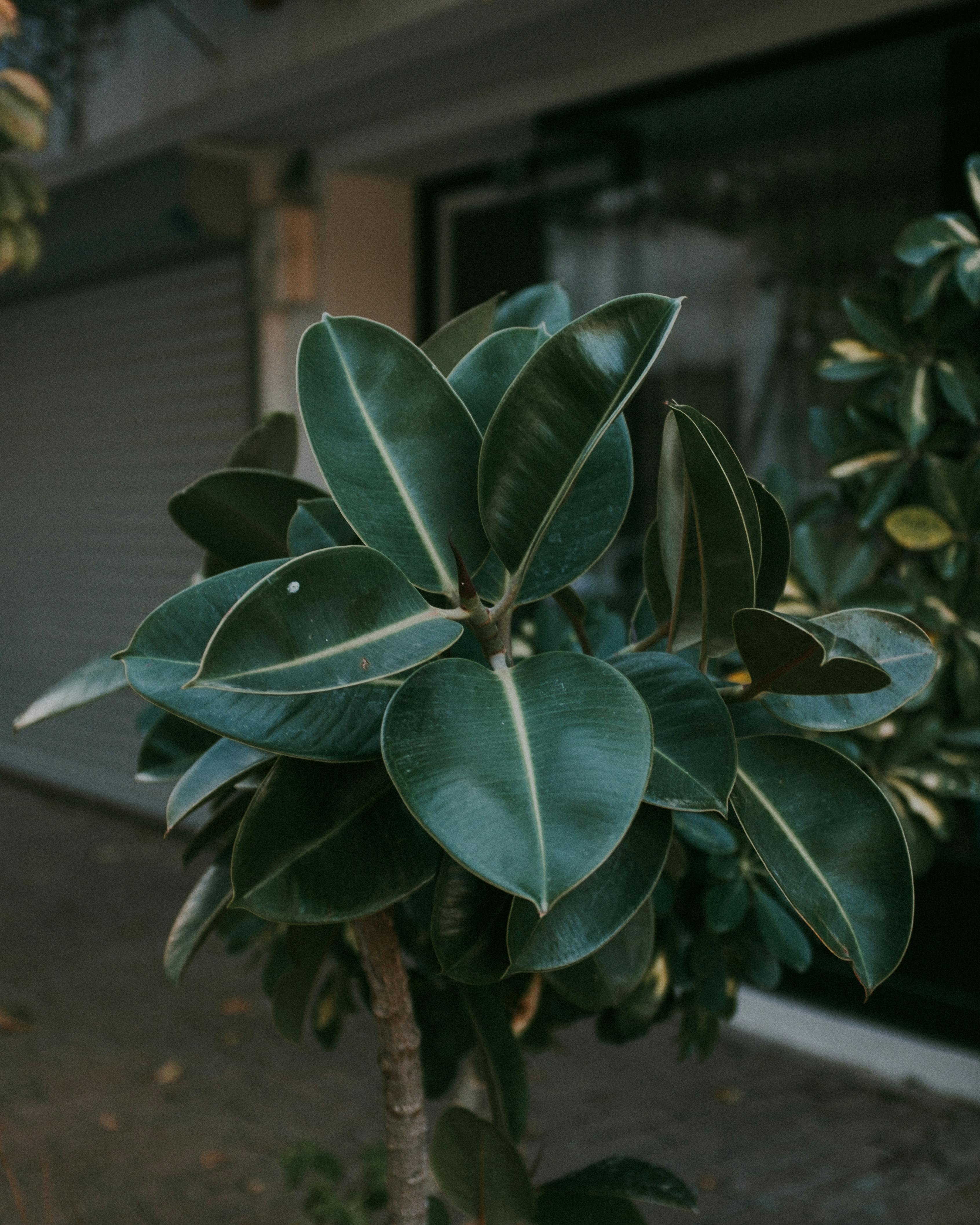 Ficus Plant Outside House · Free Stock Photo
