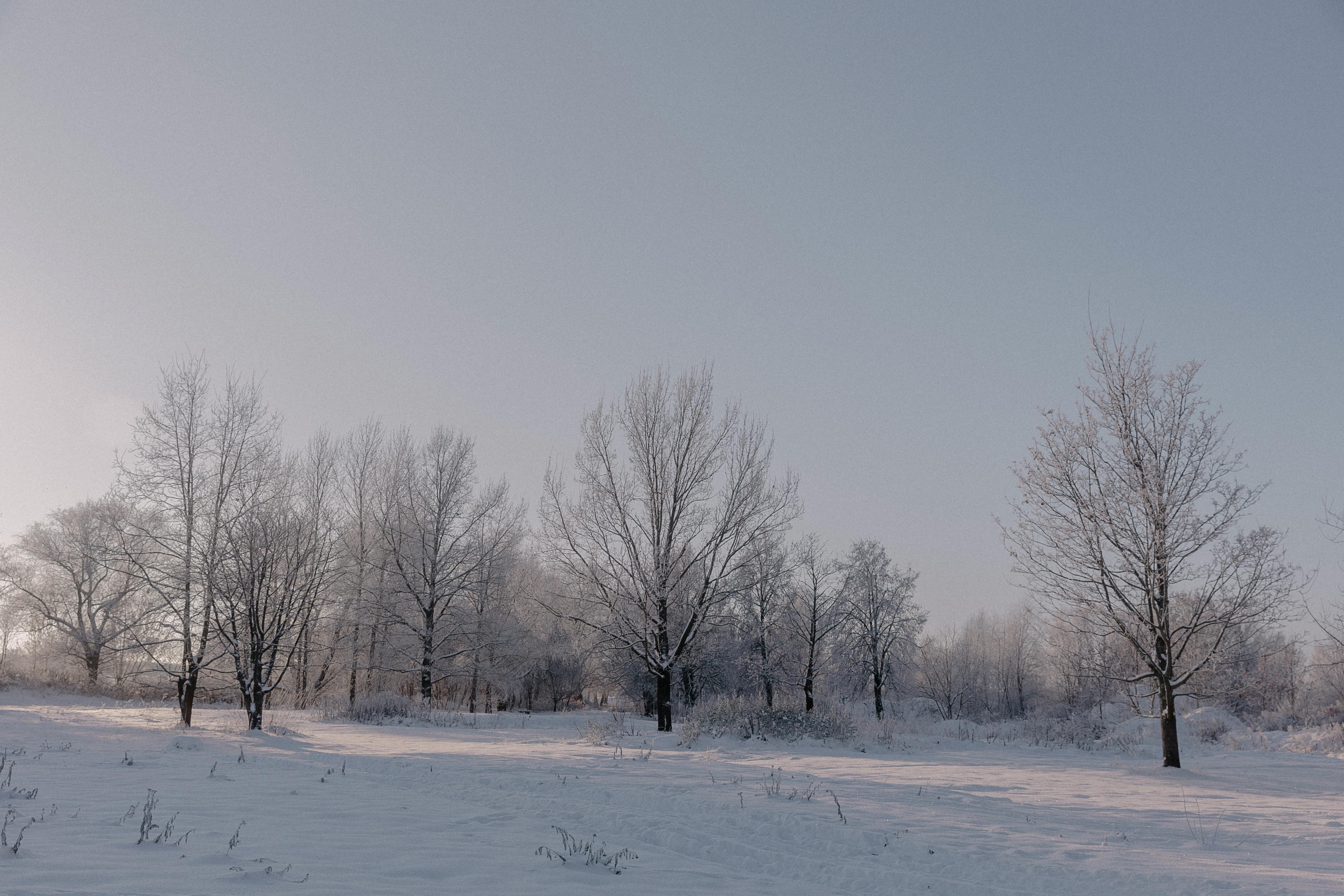 Barren Trees in Winter Scenery · Free Stock Photo