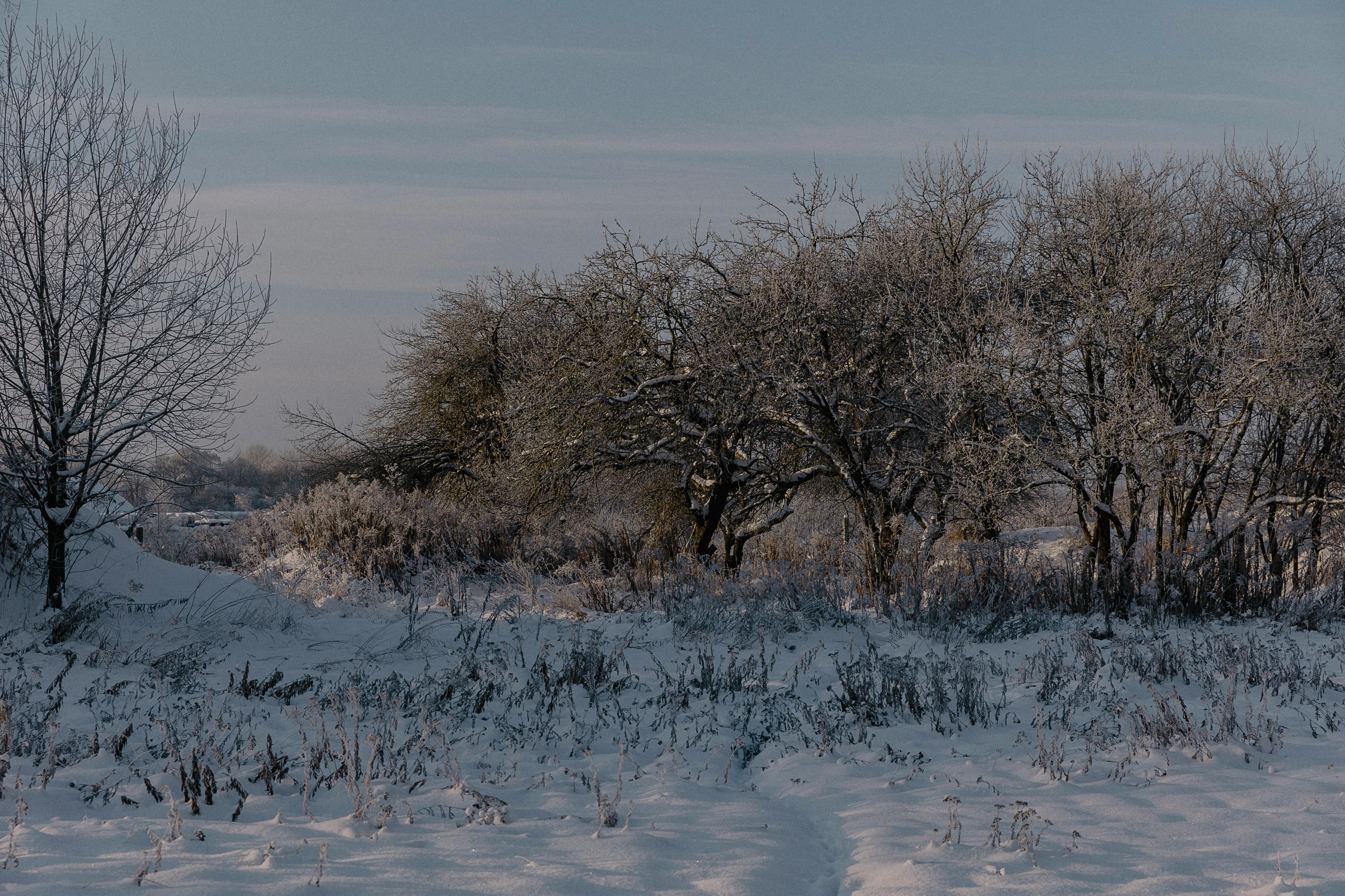 Winter Rural Scenery · Free Stock Photo