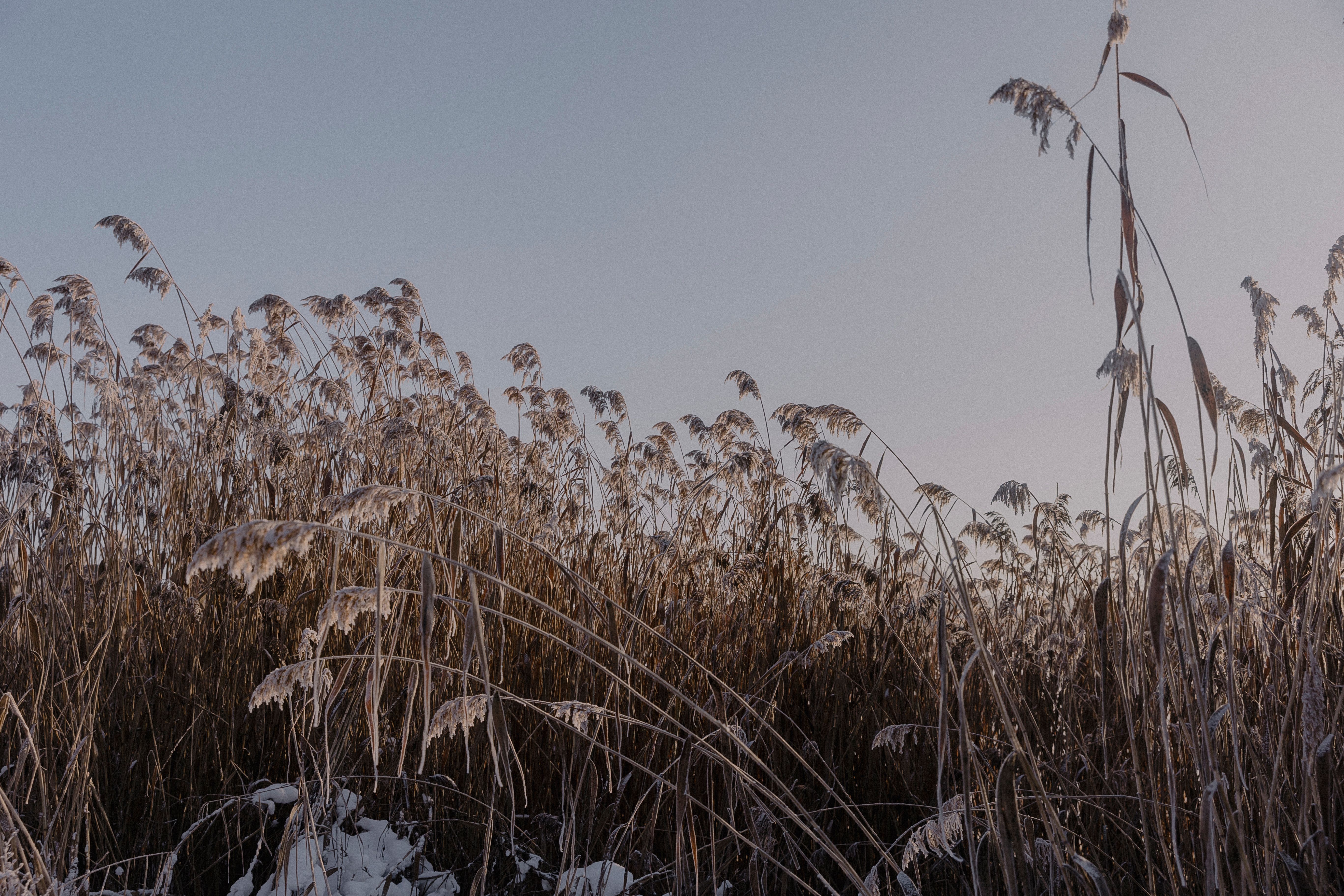 Tall Grass in Winter · Free Stock Photo