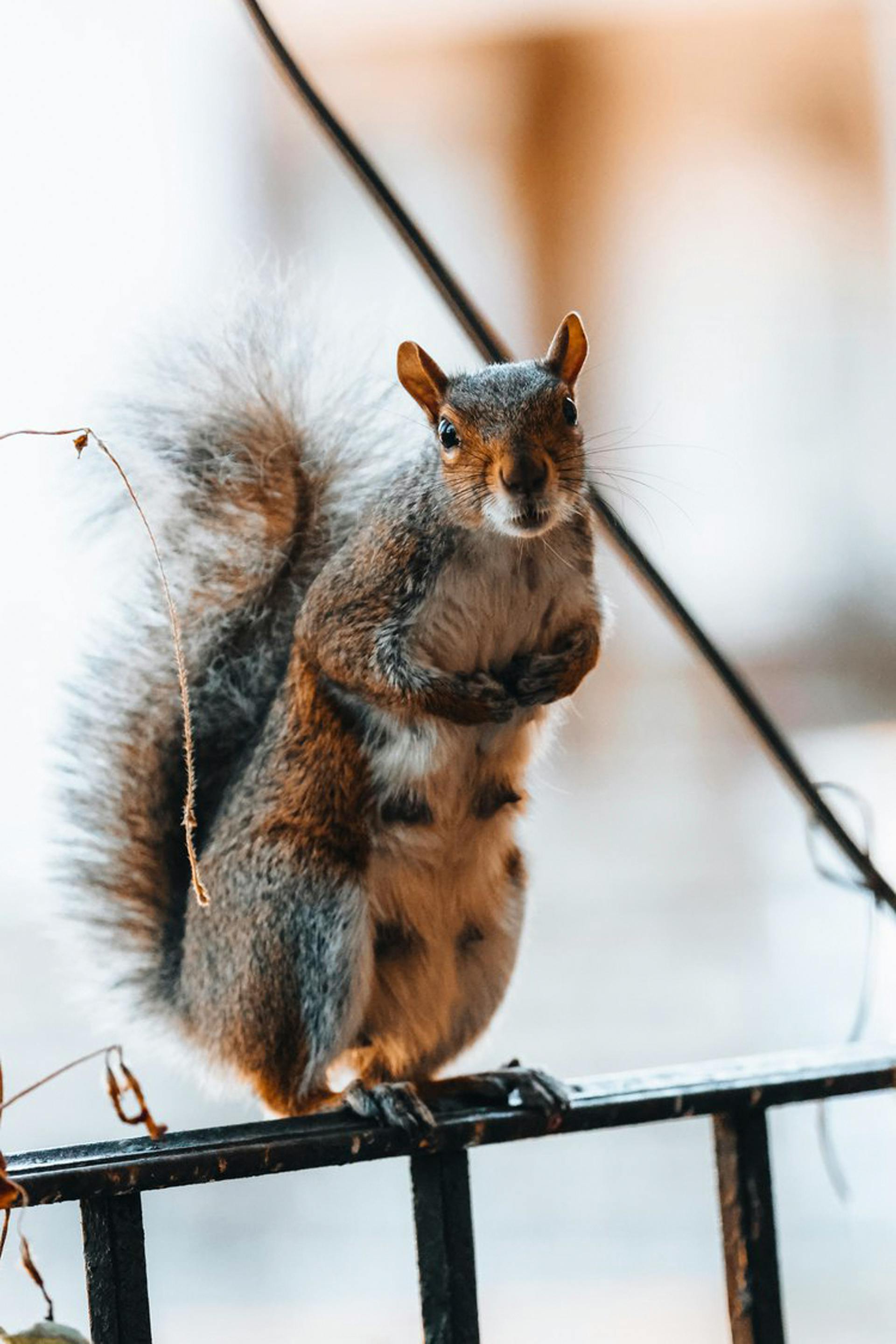 Grey Squirrel · Free Stock Photo