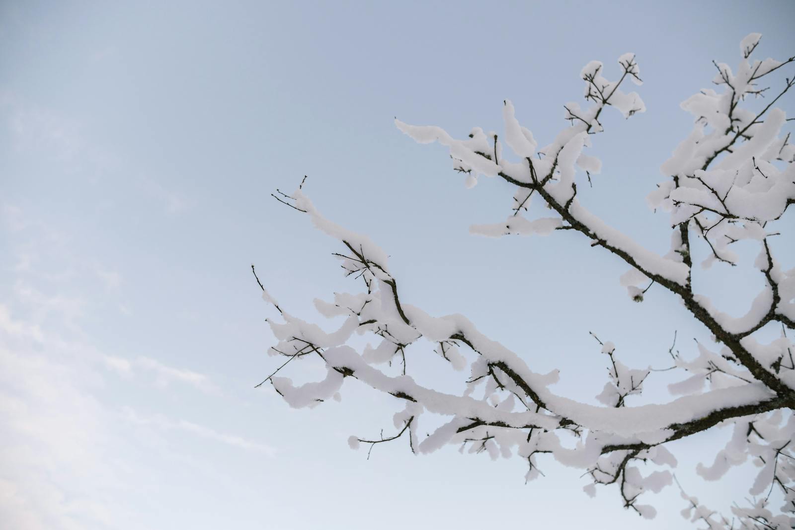 White Tree Snow Photos, Download The BEST Free White Tree Snow Stock ...