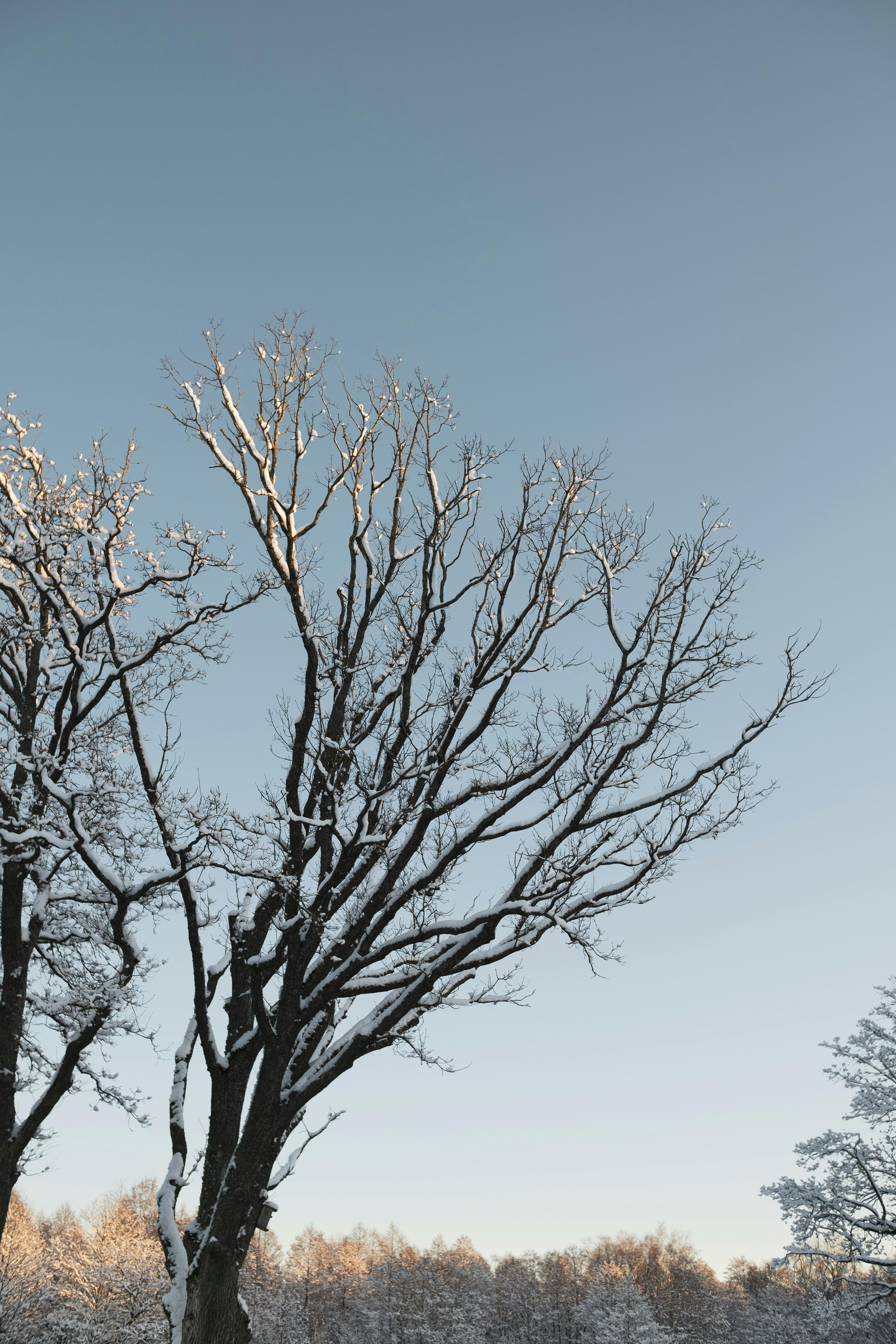 Bare Tree in Winter · Free Stock Photo