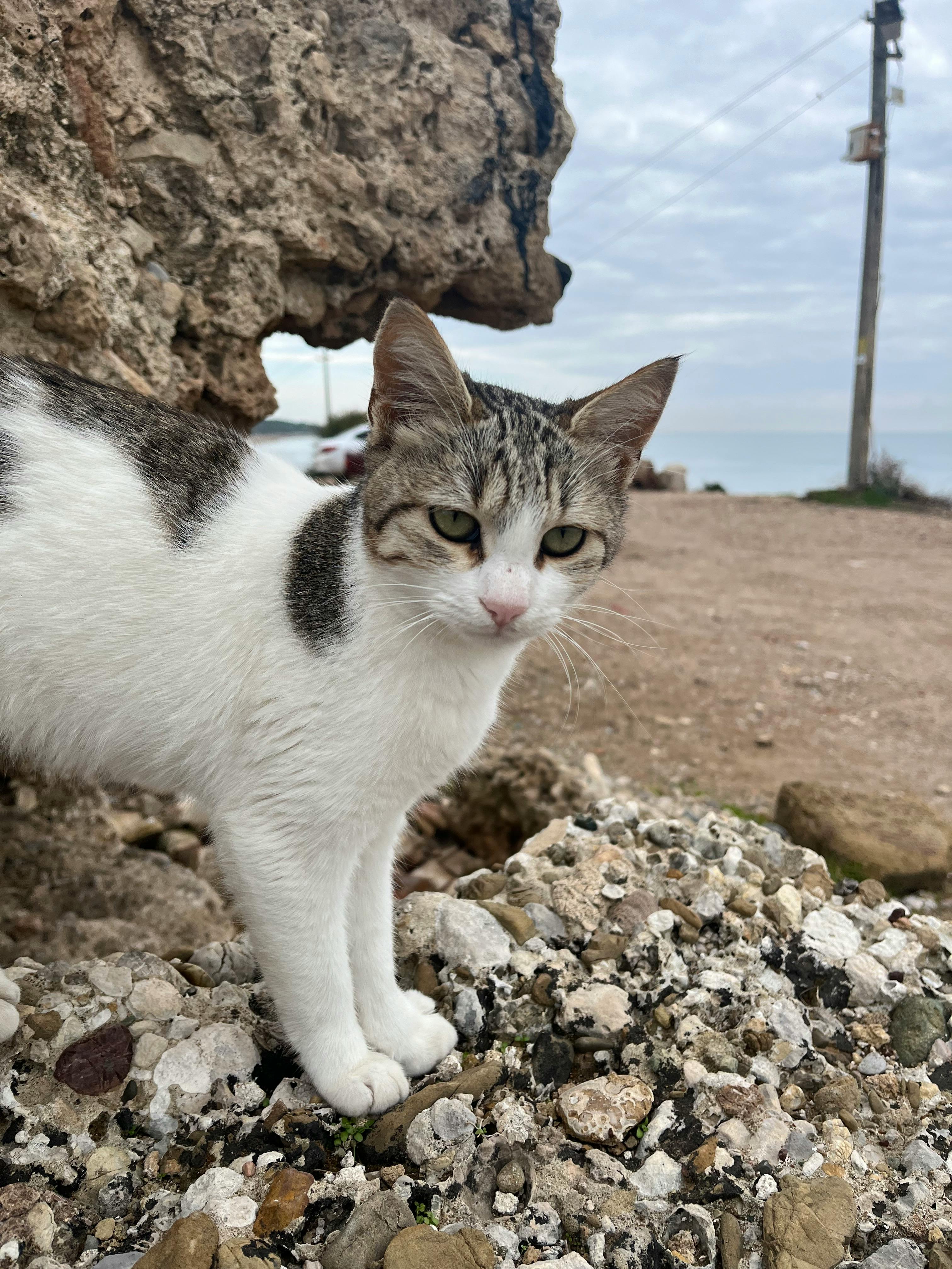 Vet With Cat Photos, Download The BEST Free Vet With Cat Stock Photos ...