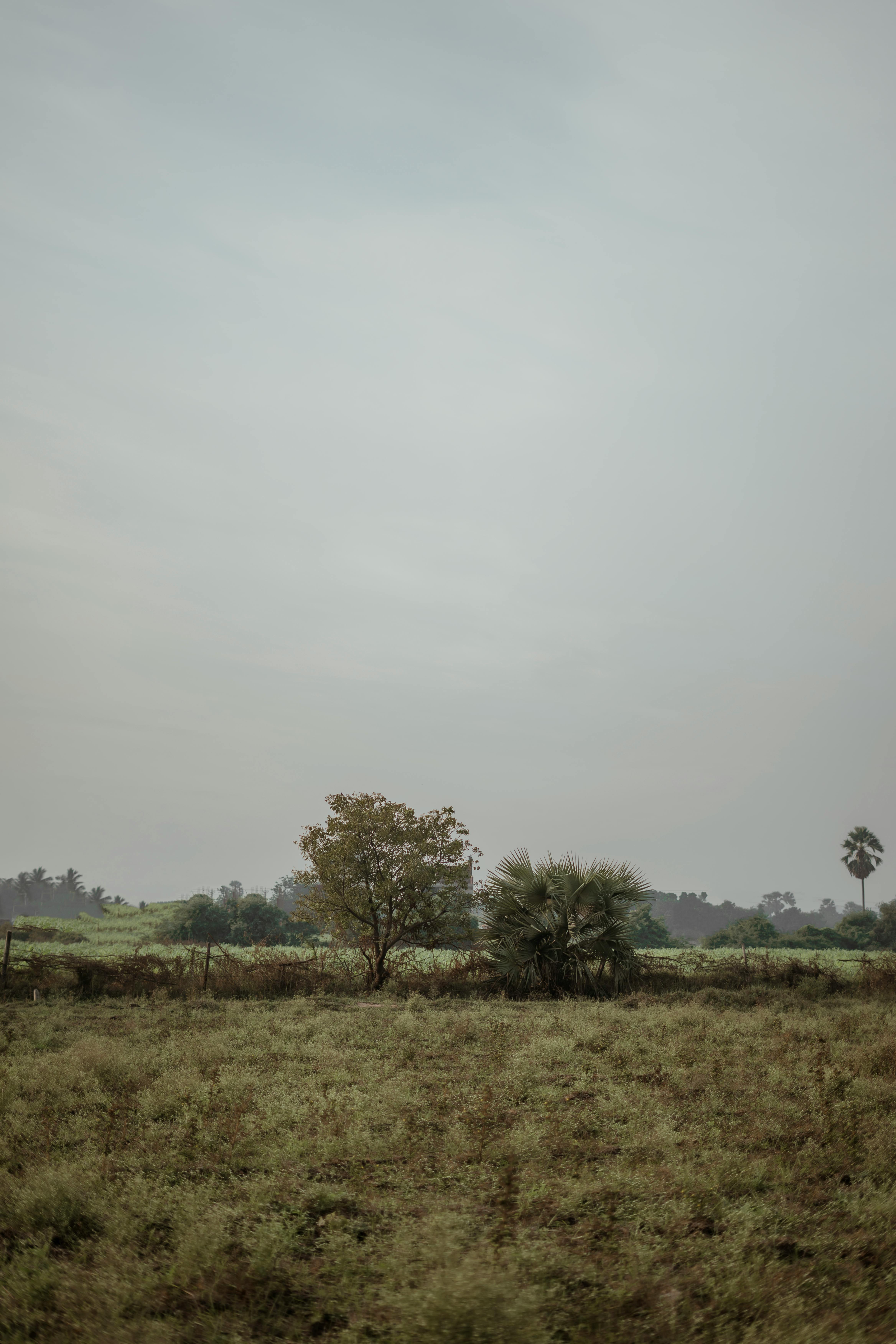 Trees on Grassland · Free Stock Photo