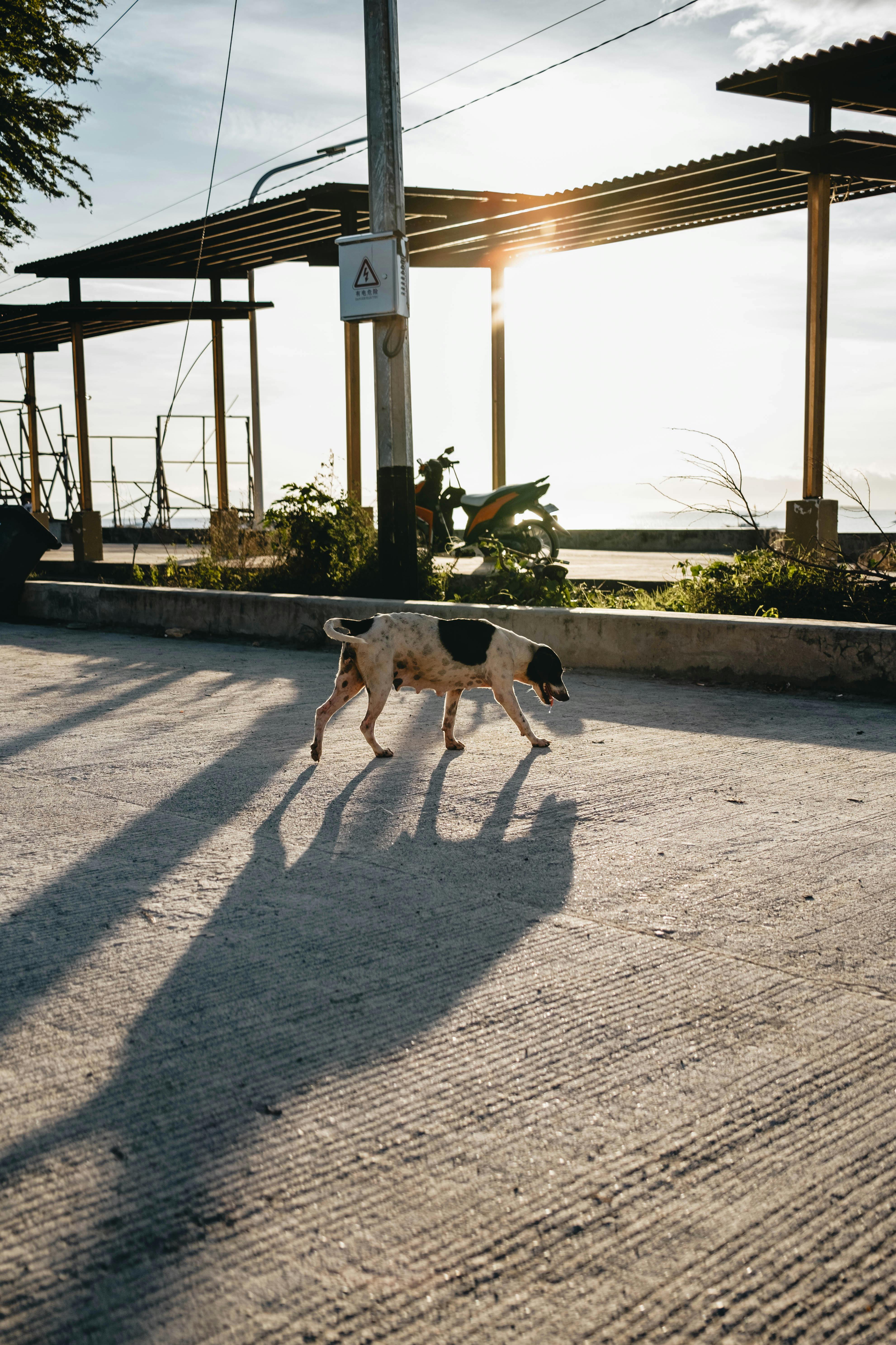 Dog on Pavement at Sunset · Free Stock Photo