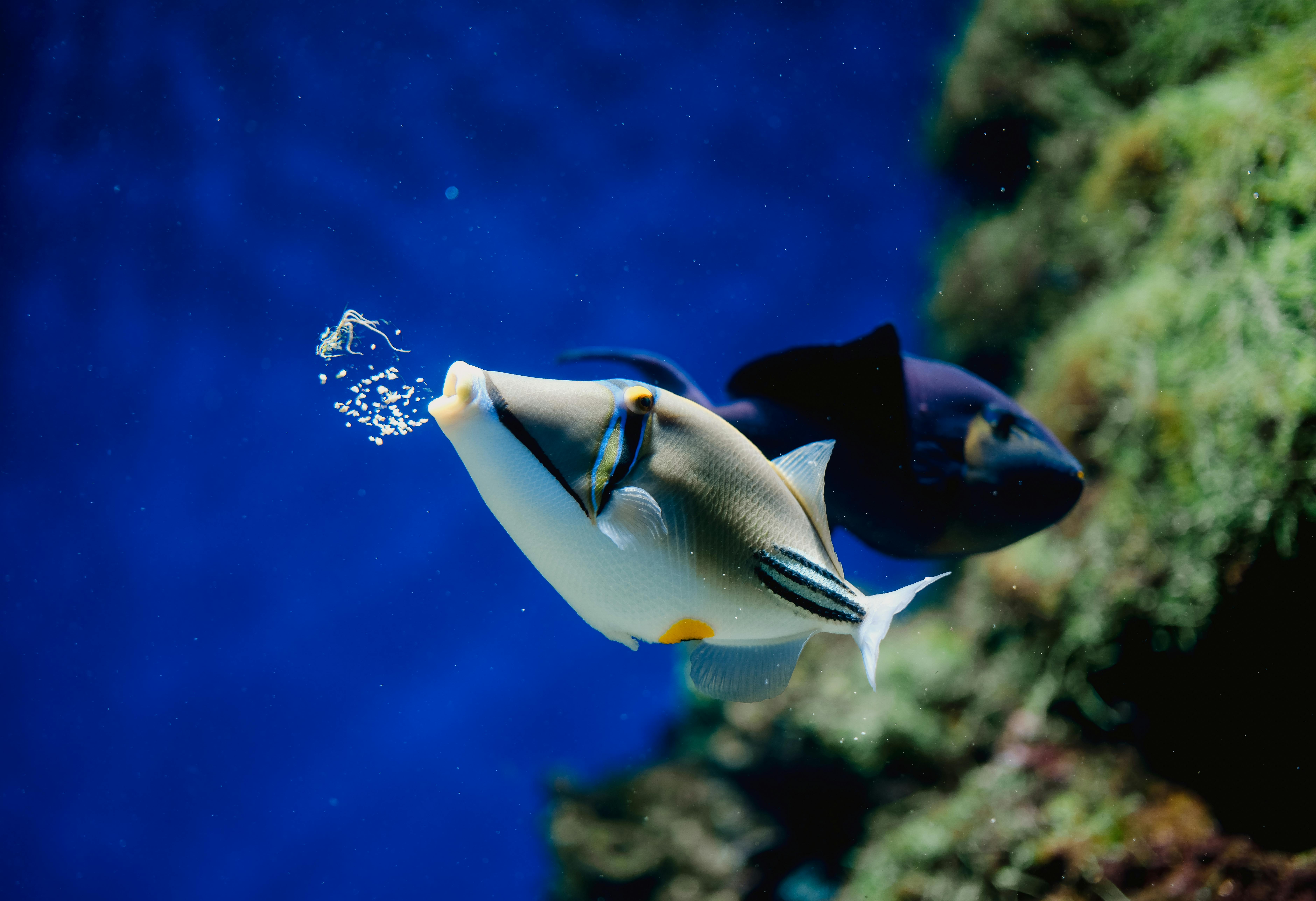 Close up of Fish in Nature · Free Stock Photo