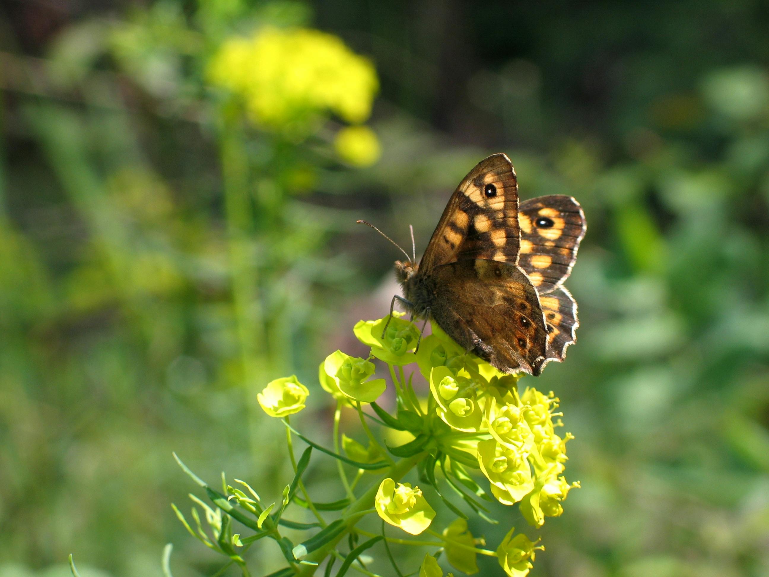 Rabbit Rooster Photos, Download The BEST Free Rabbit Rooster Stock ...