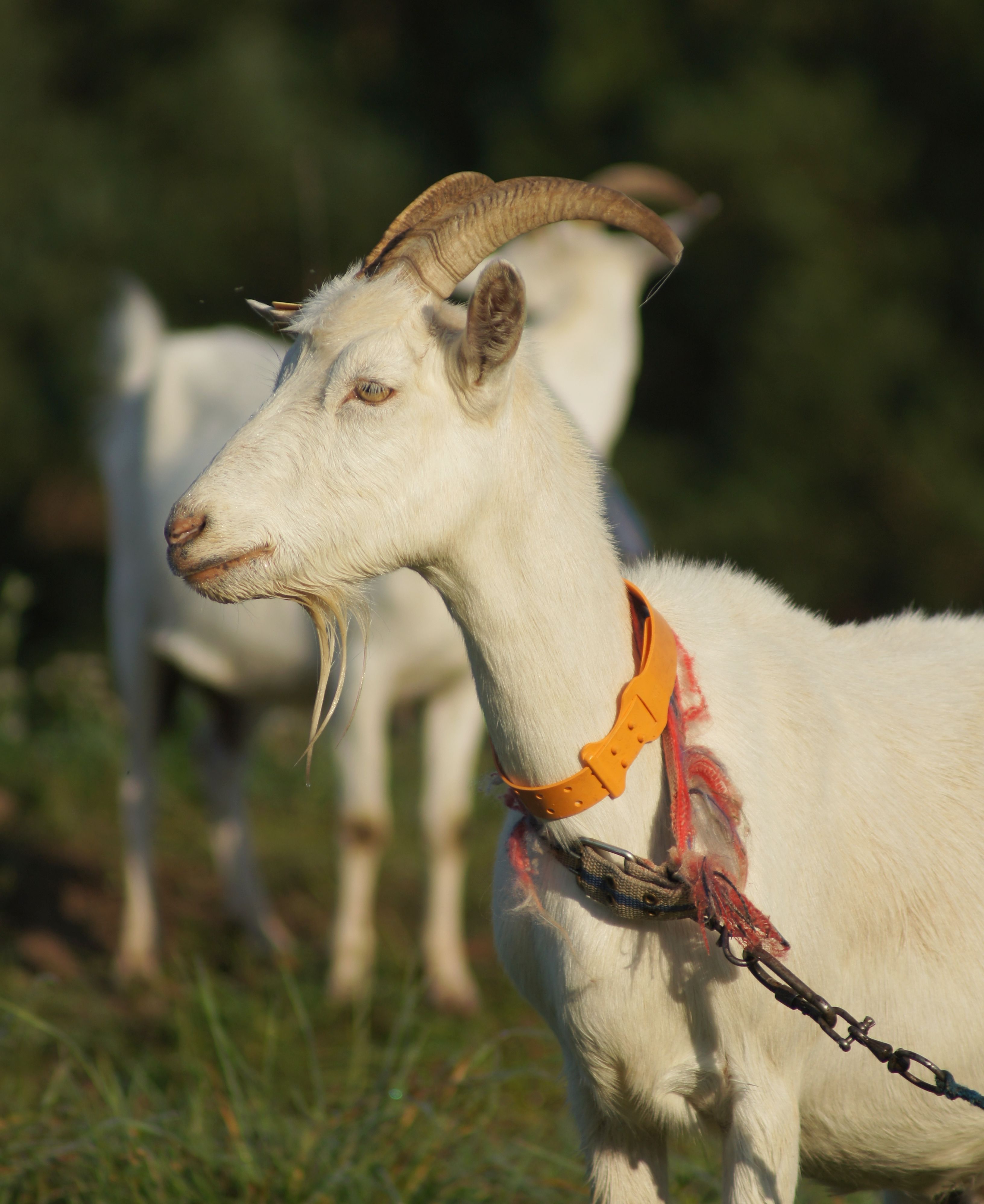 A goat with a collar on its neck · Free Stock Photo