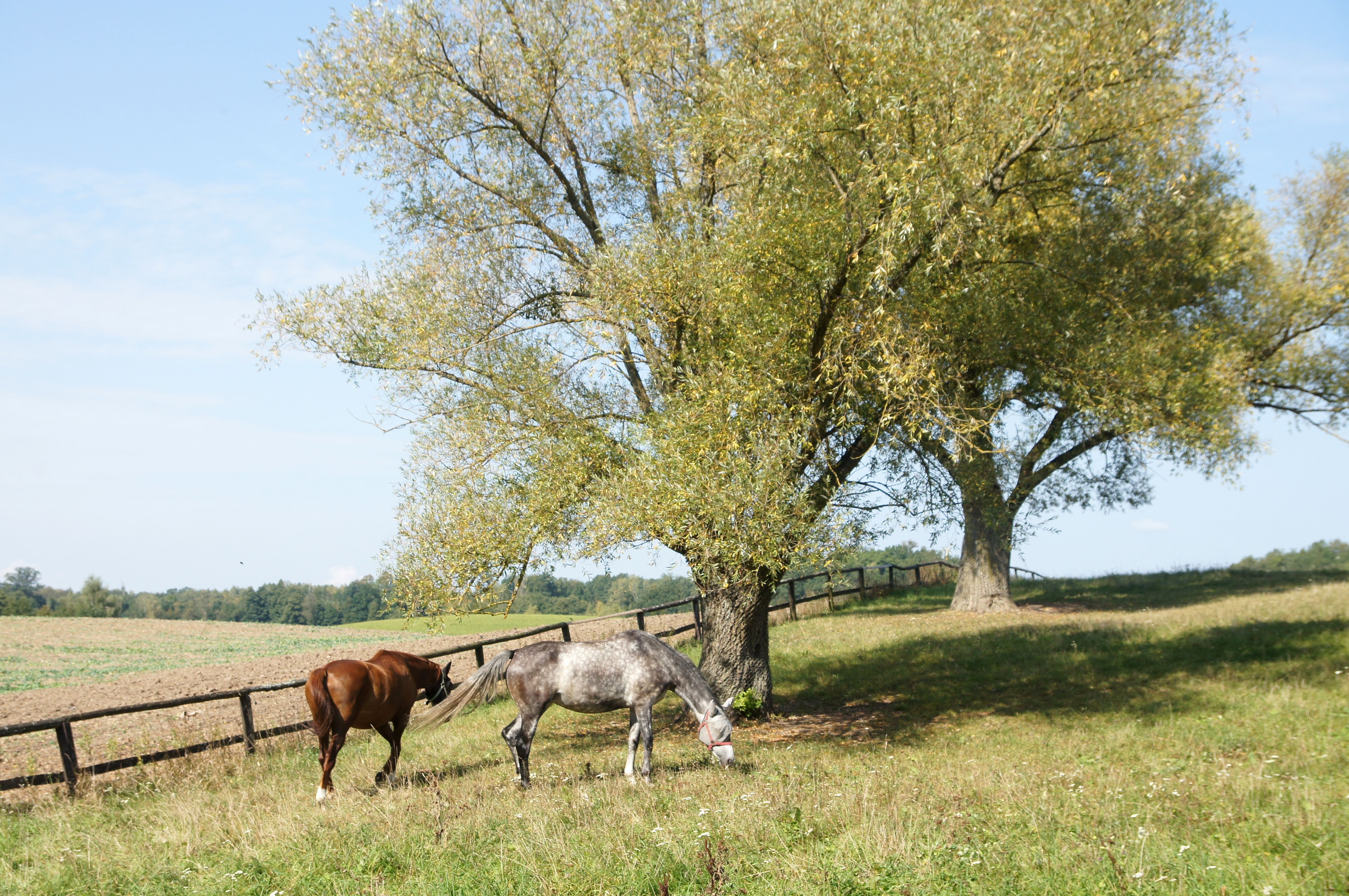 Two horses grazing in a field near a tree · Free Stock Photo