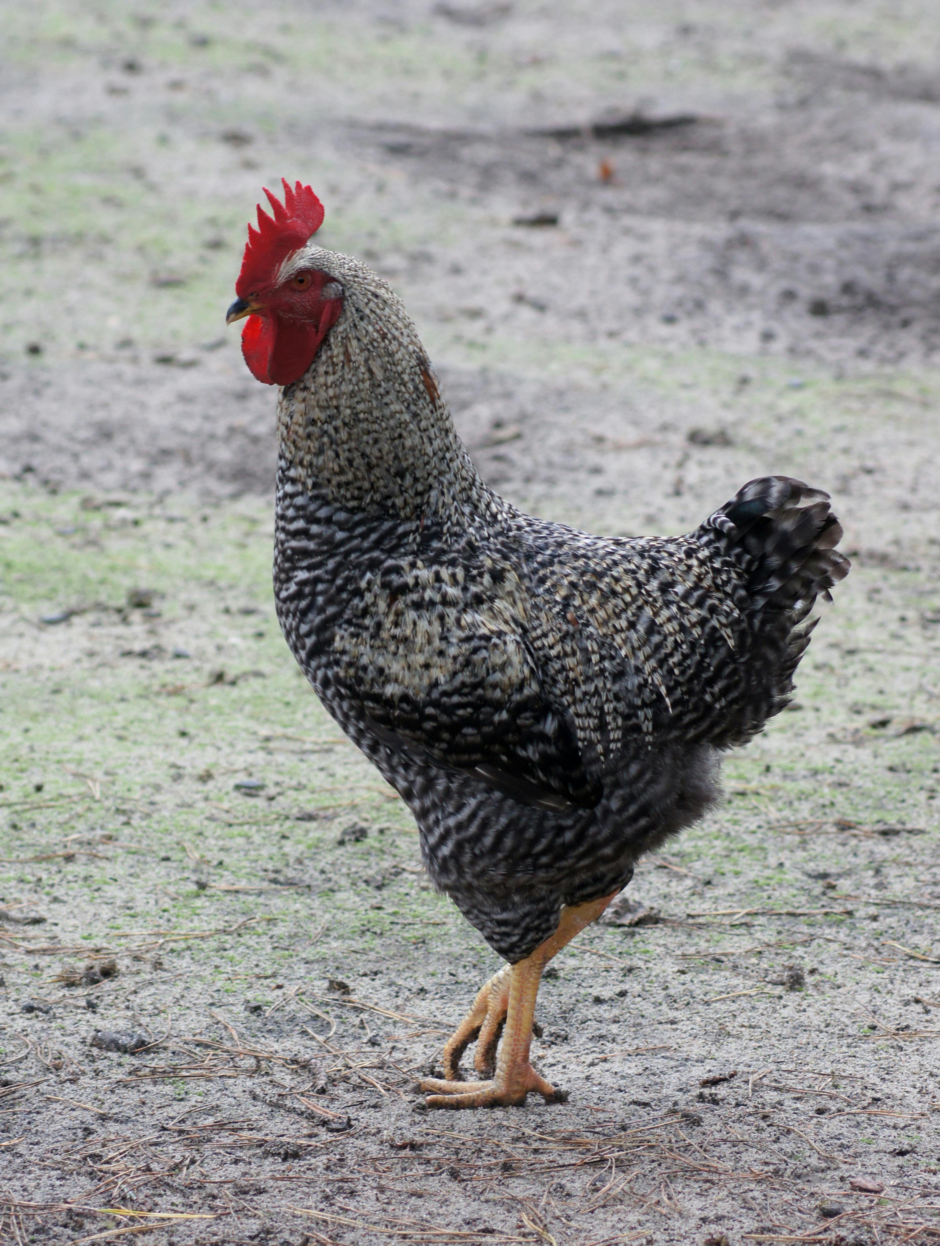 Rabbit Rooster Photos, Download The BEST Free Rabbit Rooster Stock ...