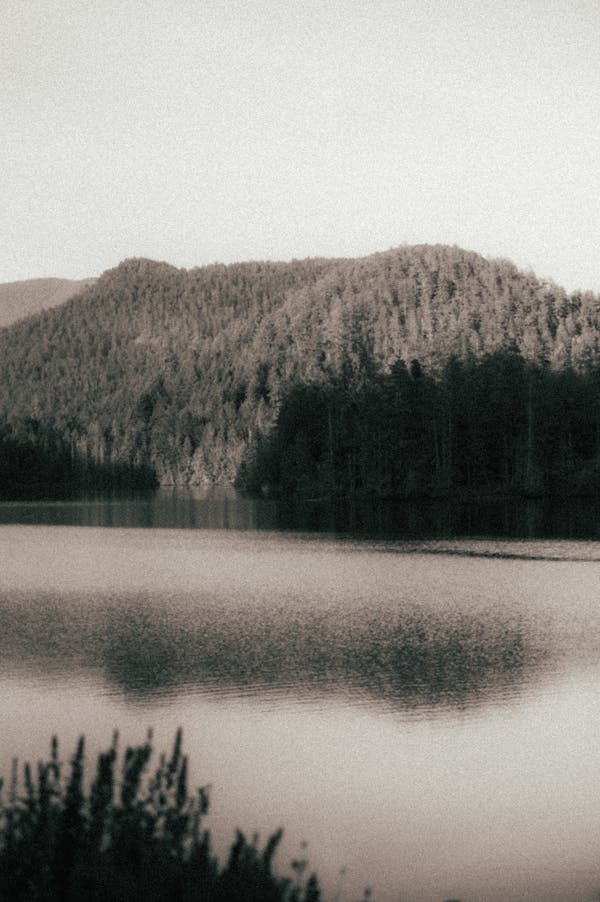 Forest Cold Photos, Download The BEST Free Forest Cold Stock Photos ...