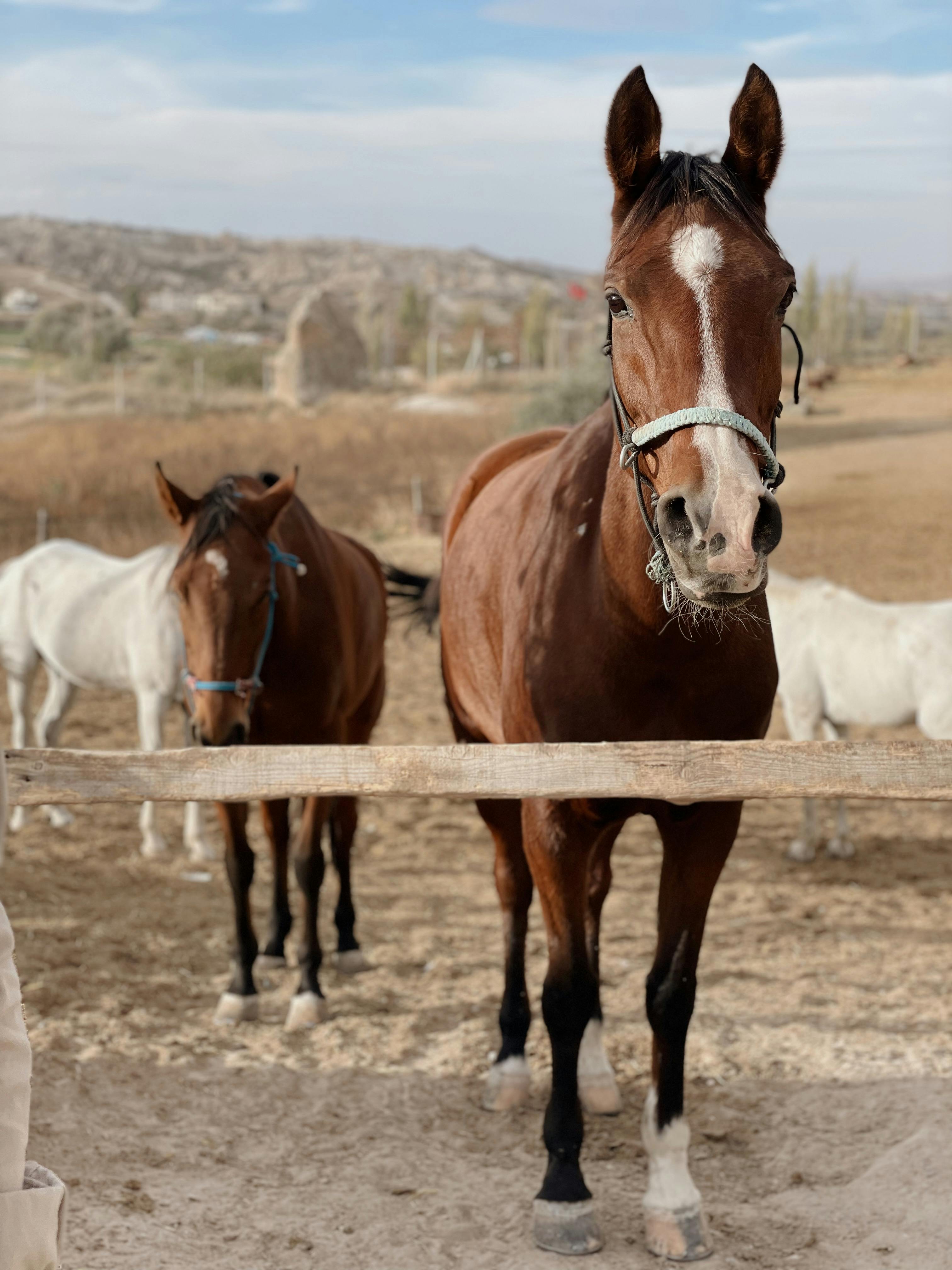 Horses in the Paddock · Free Stock Photo