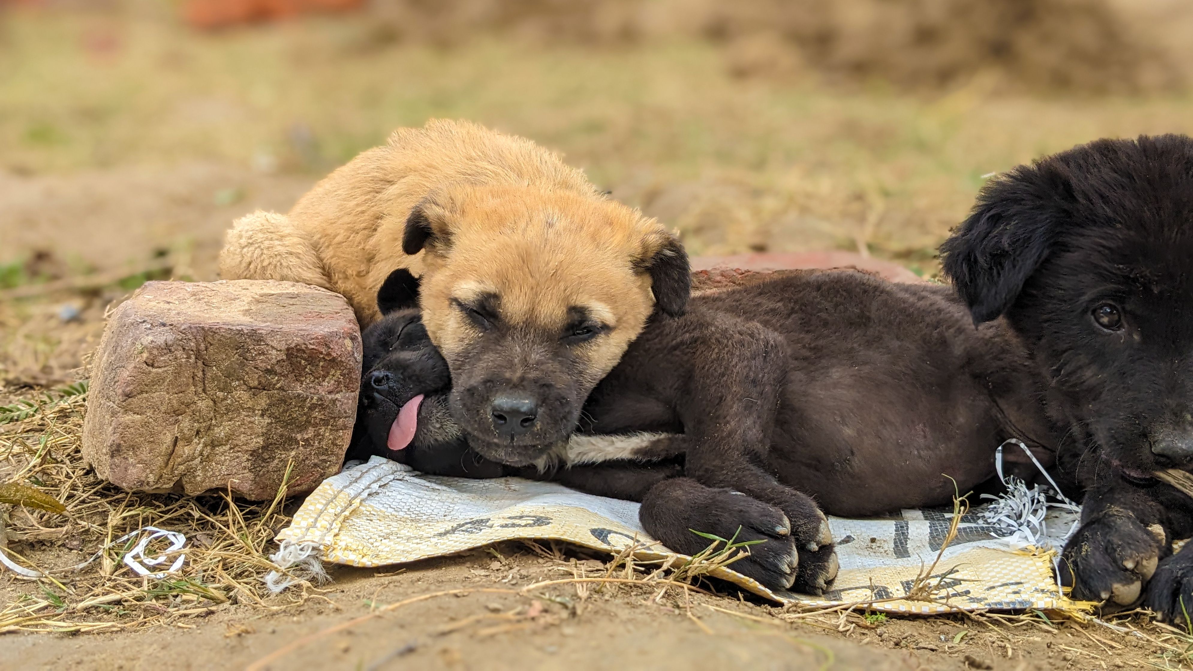Puppies Lying Down on Ground · Free Stock Photo