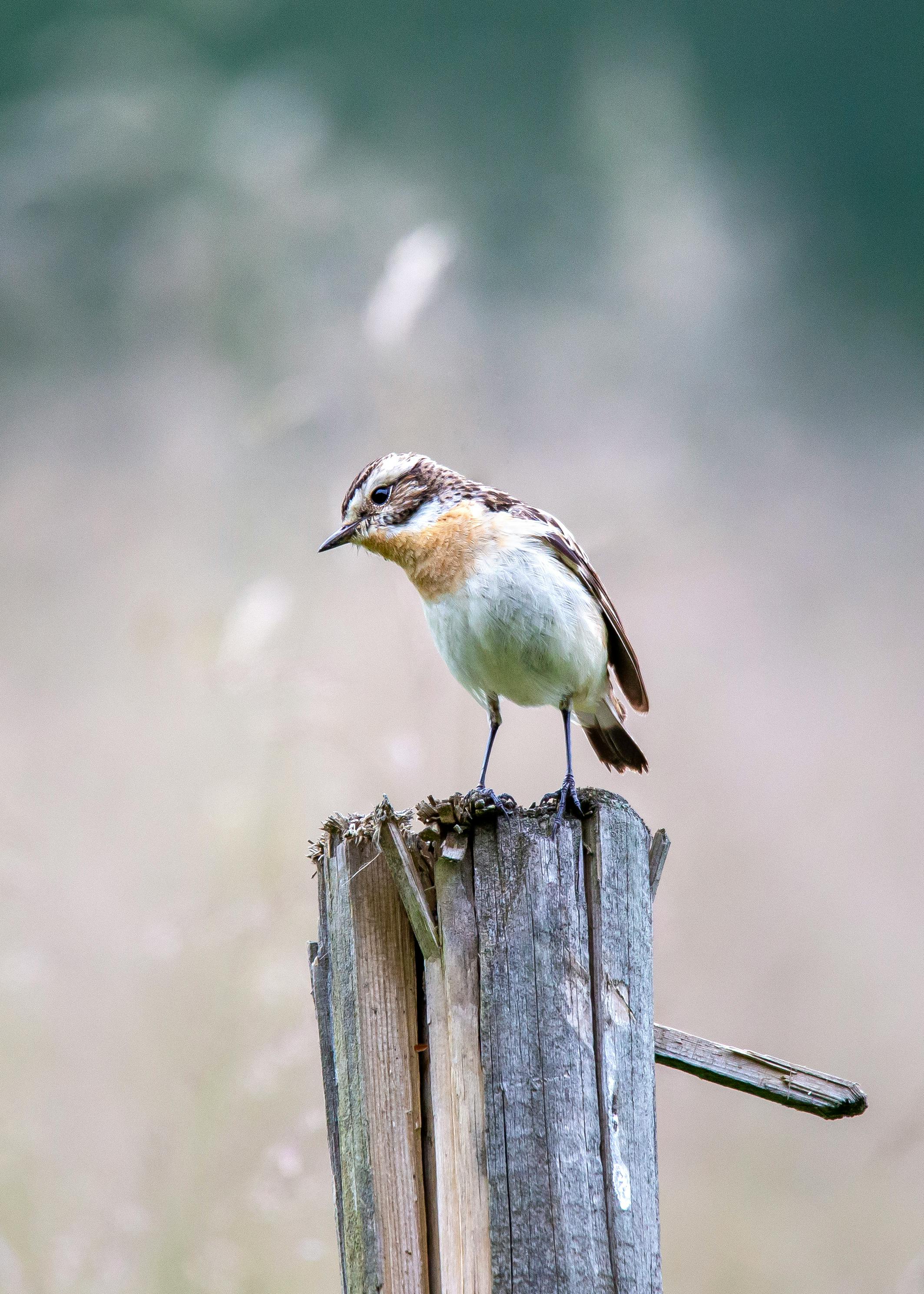 Whinchat Bird Perching on Post · Free Stock Photo