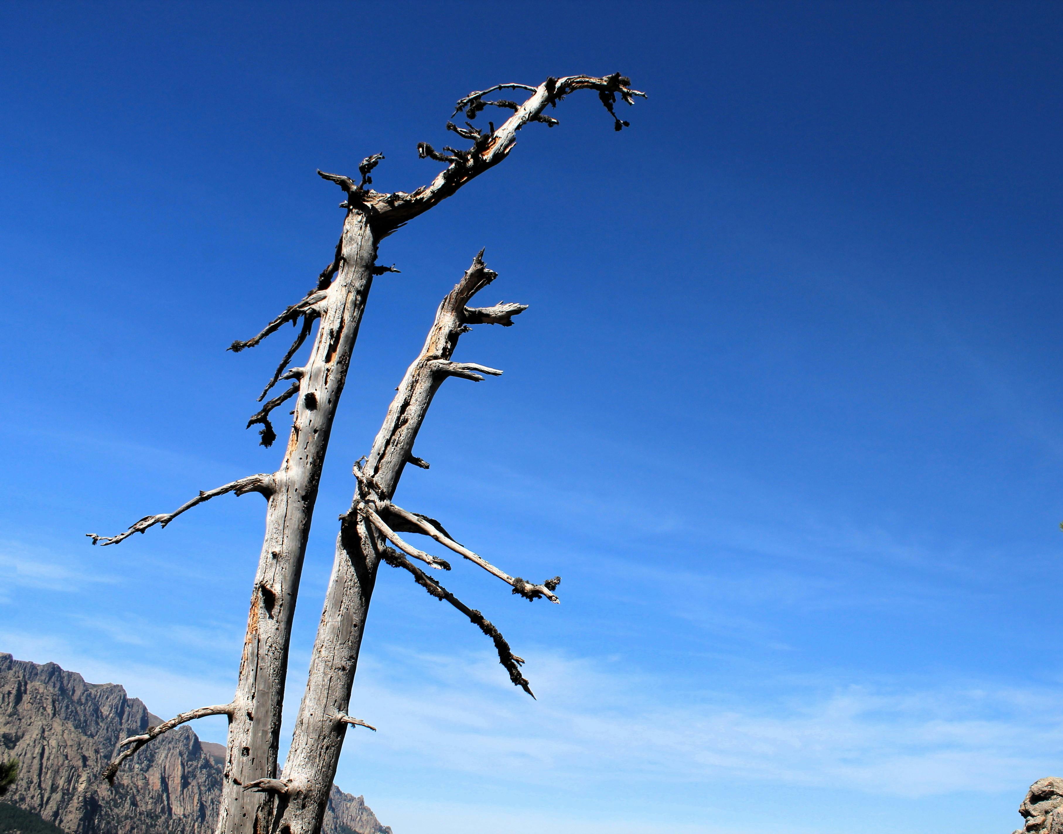 Bare Brown Branch Tree · Free Stock Photo