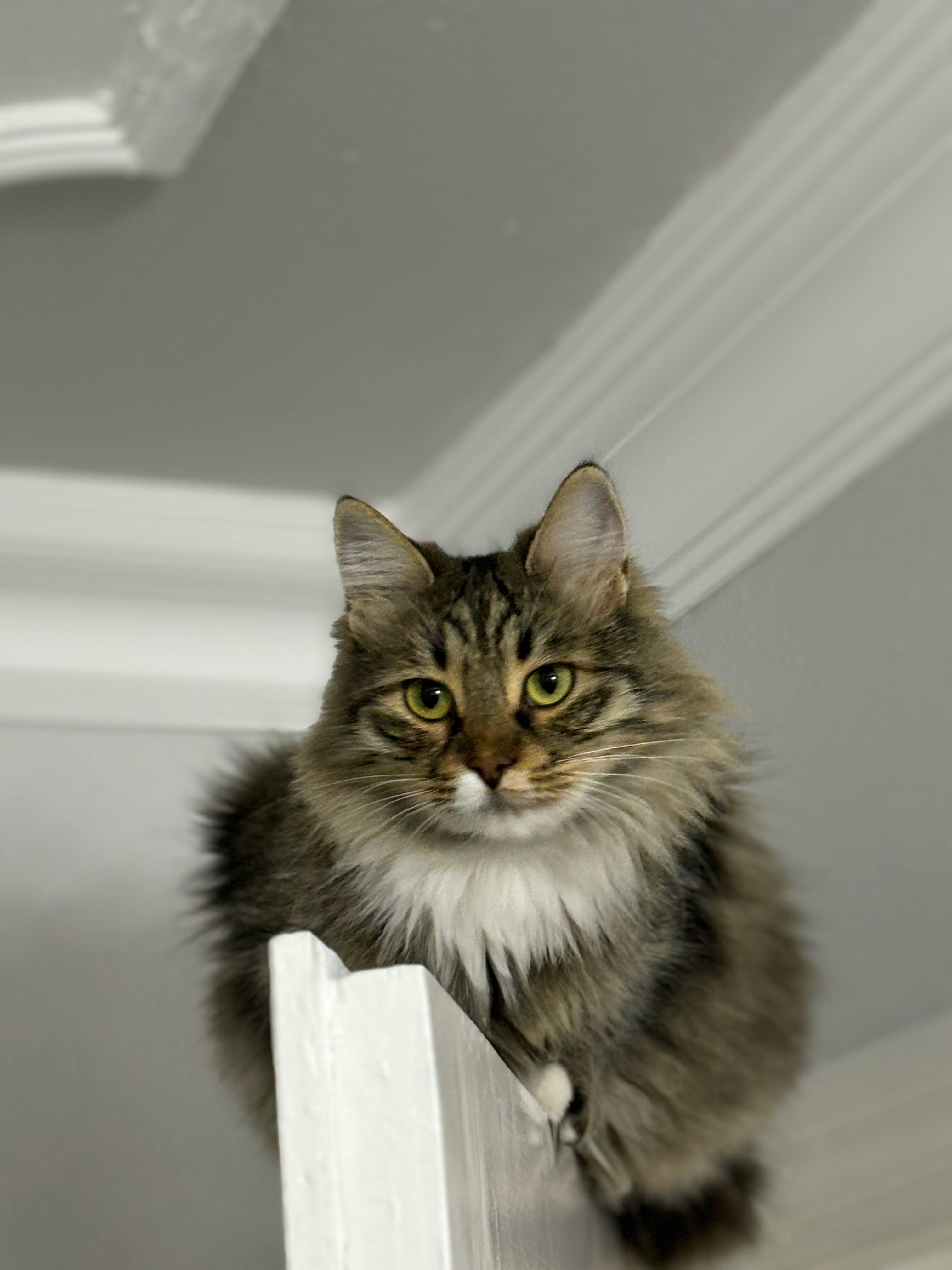 High Quality Cat Photos, Download The BEST Free High Quality Cat Stock ...