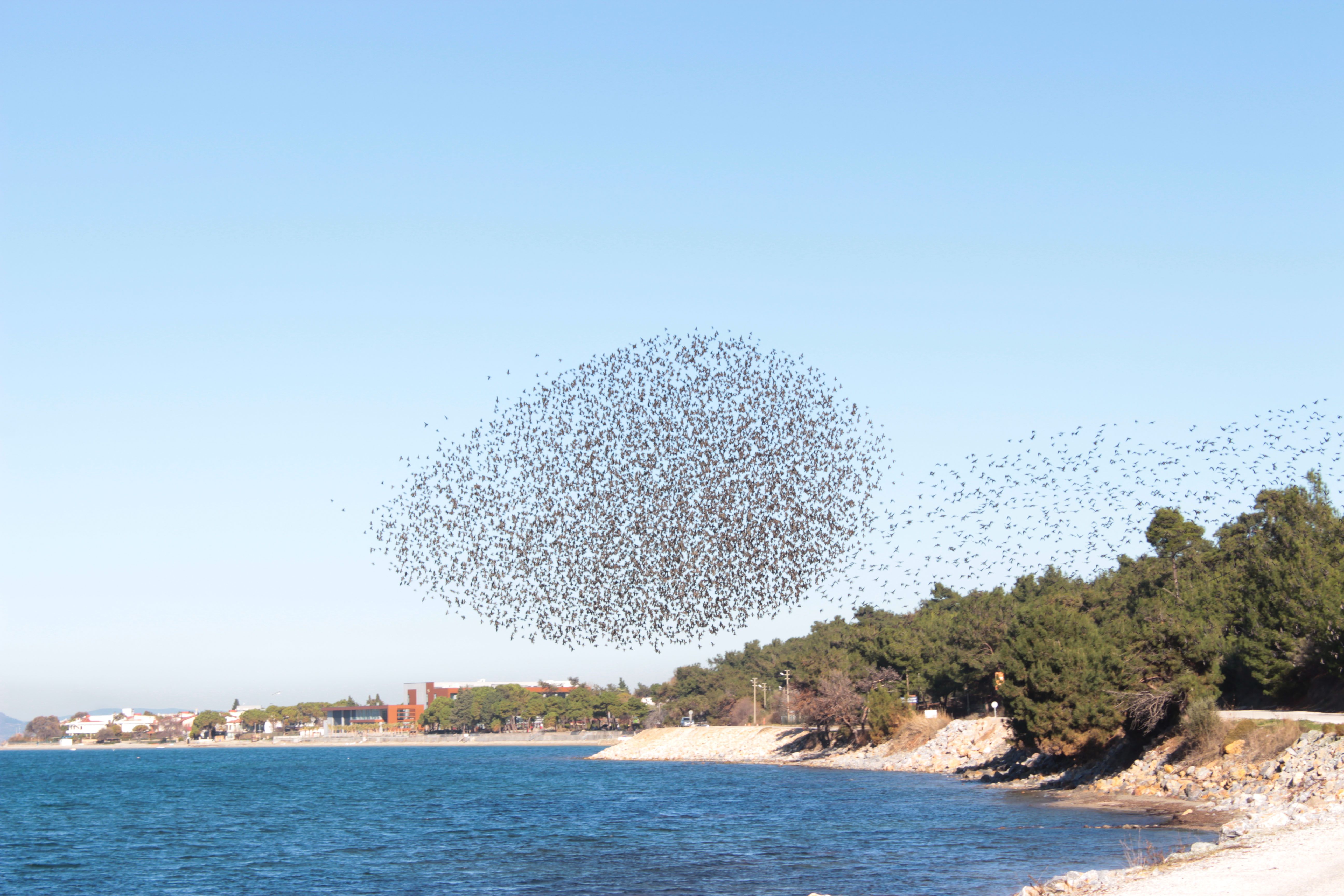 Bird Flock Above Coastline · Free Stock Photo