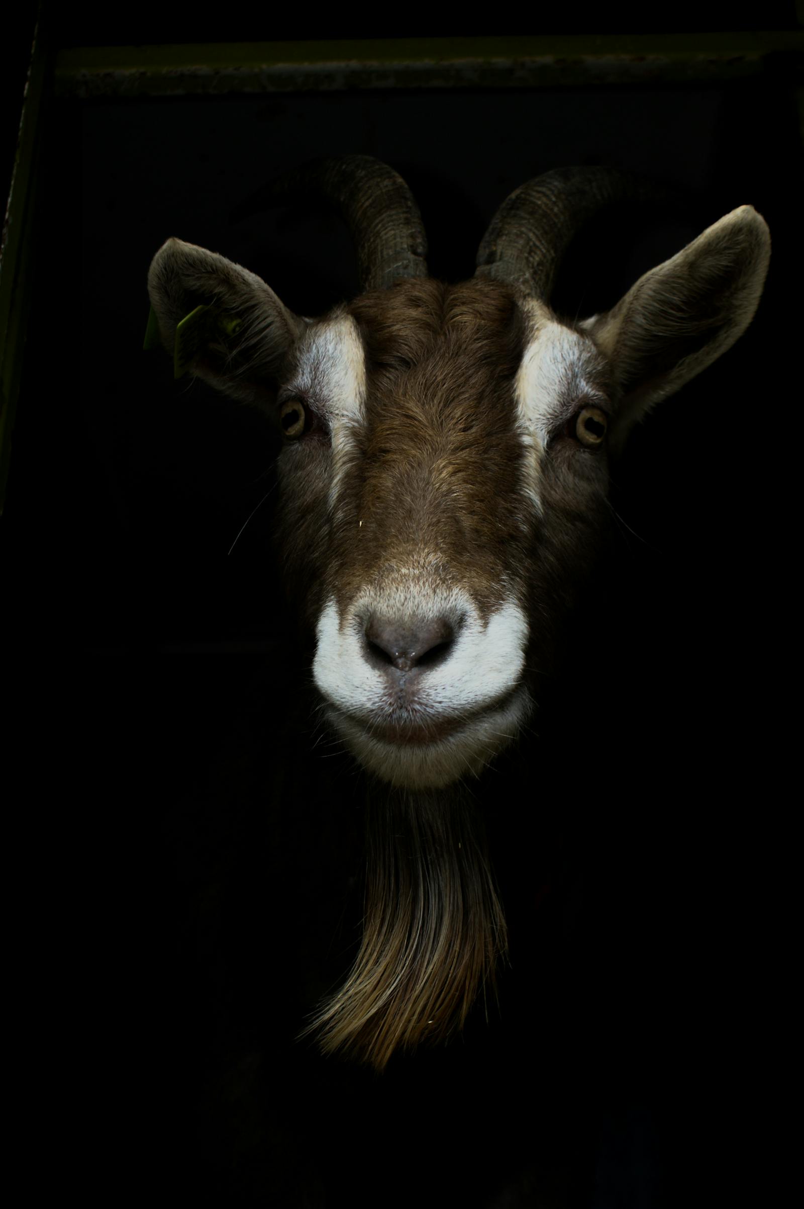 Goat Images Photos, Download The BEST Free Goat Images Stock Photos ...