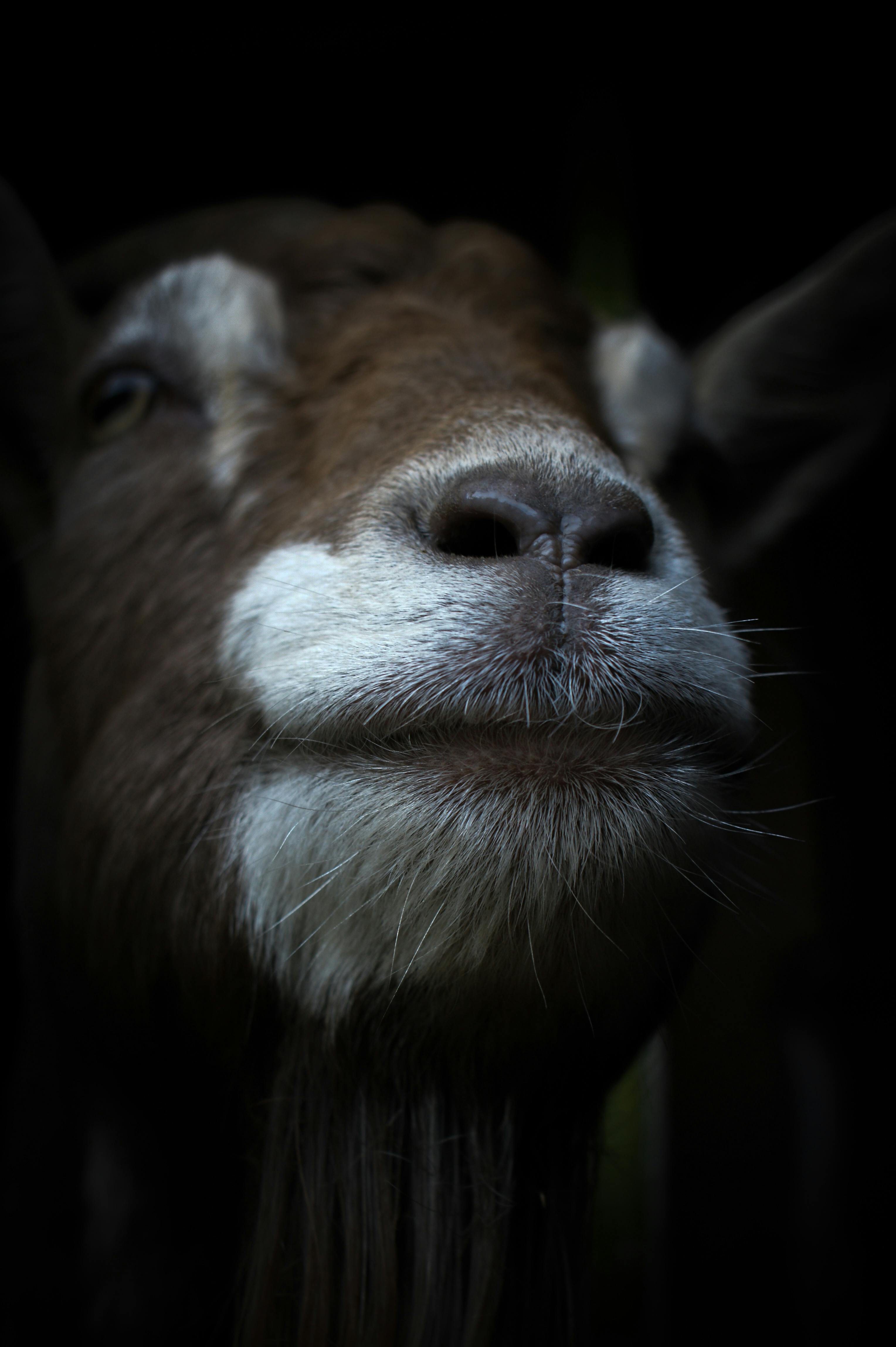 Close-up of a Goats Mouth · Free Stock Photo