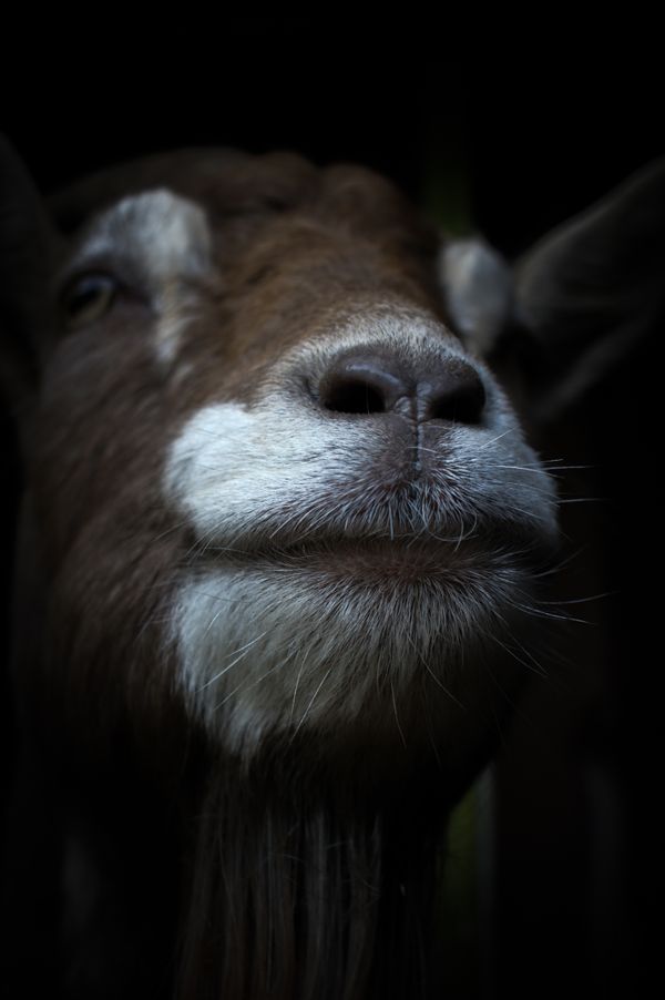 Goat Face Photos, Download The BEST Free Goat Face Stock Photos & HD Images