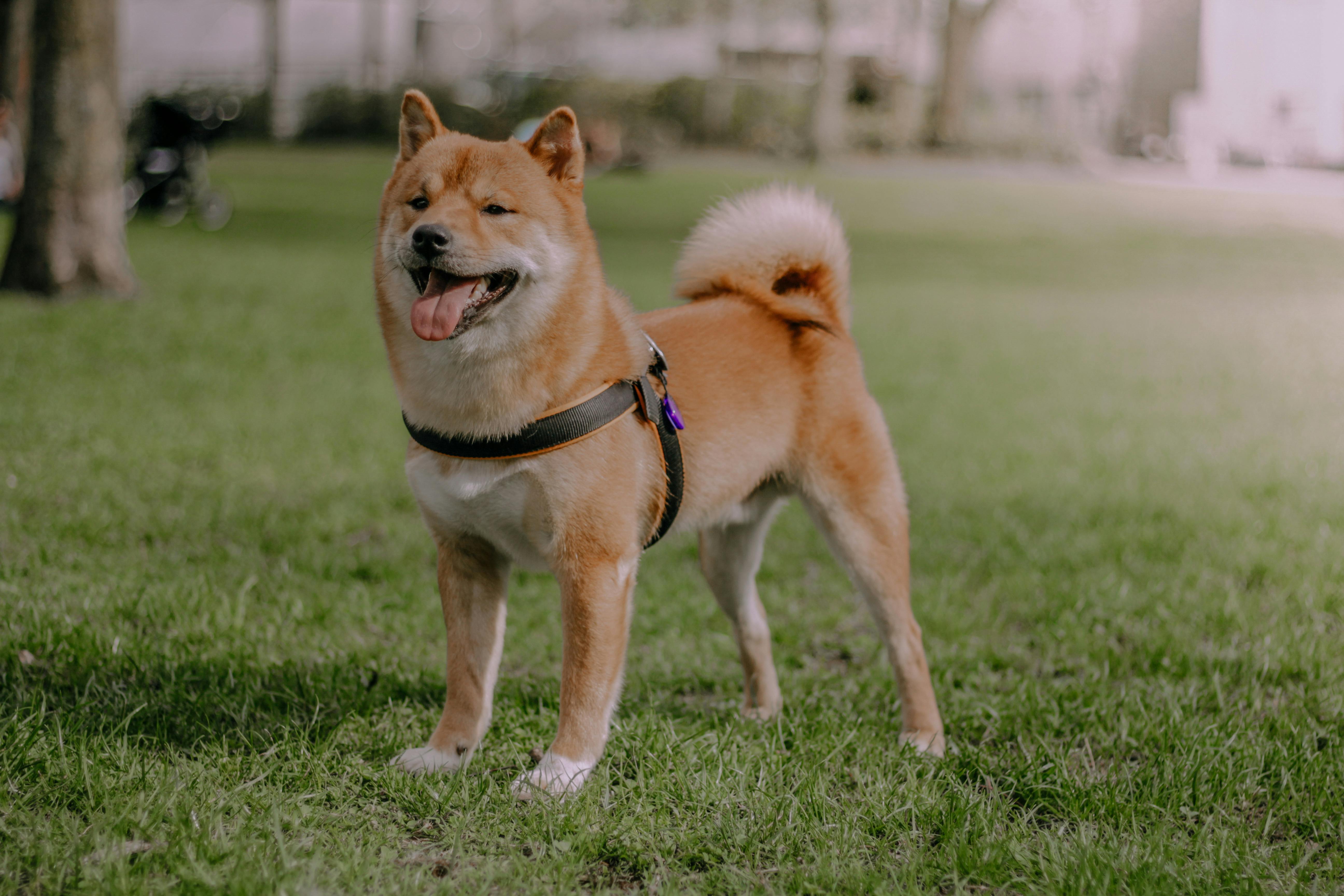 Siba Inu Dog · Free Stock Photo