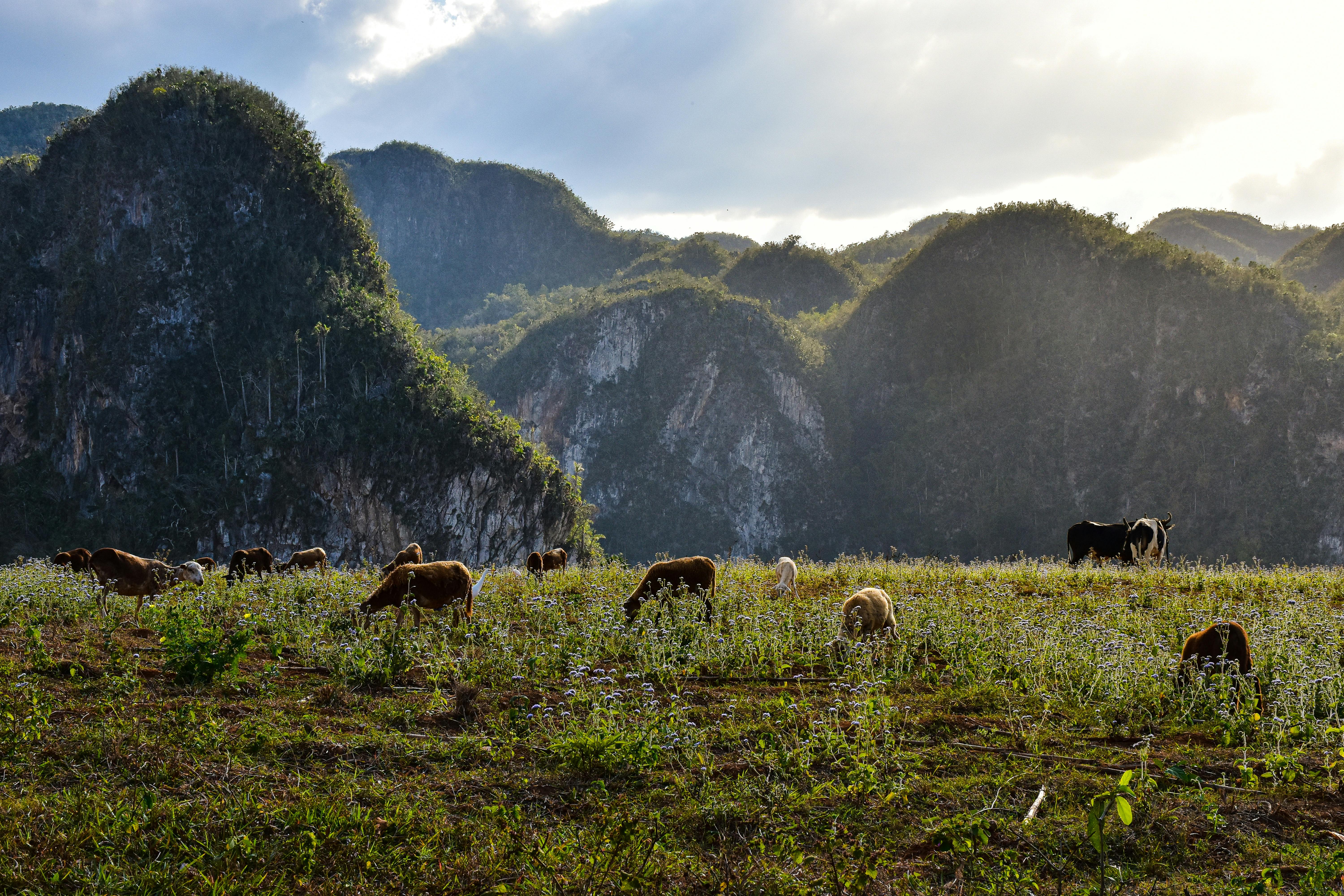 Sheep and Cattle on a Pasture · Free Stock Photo