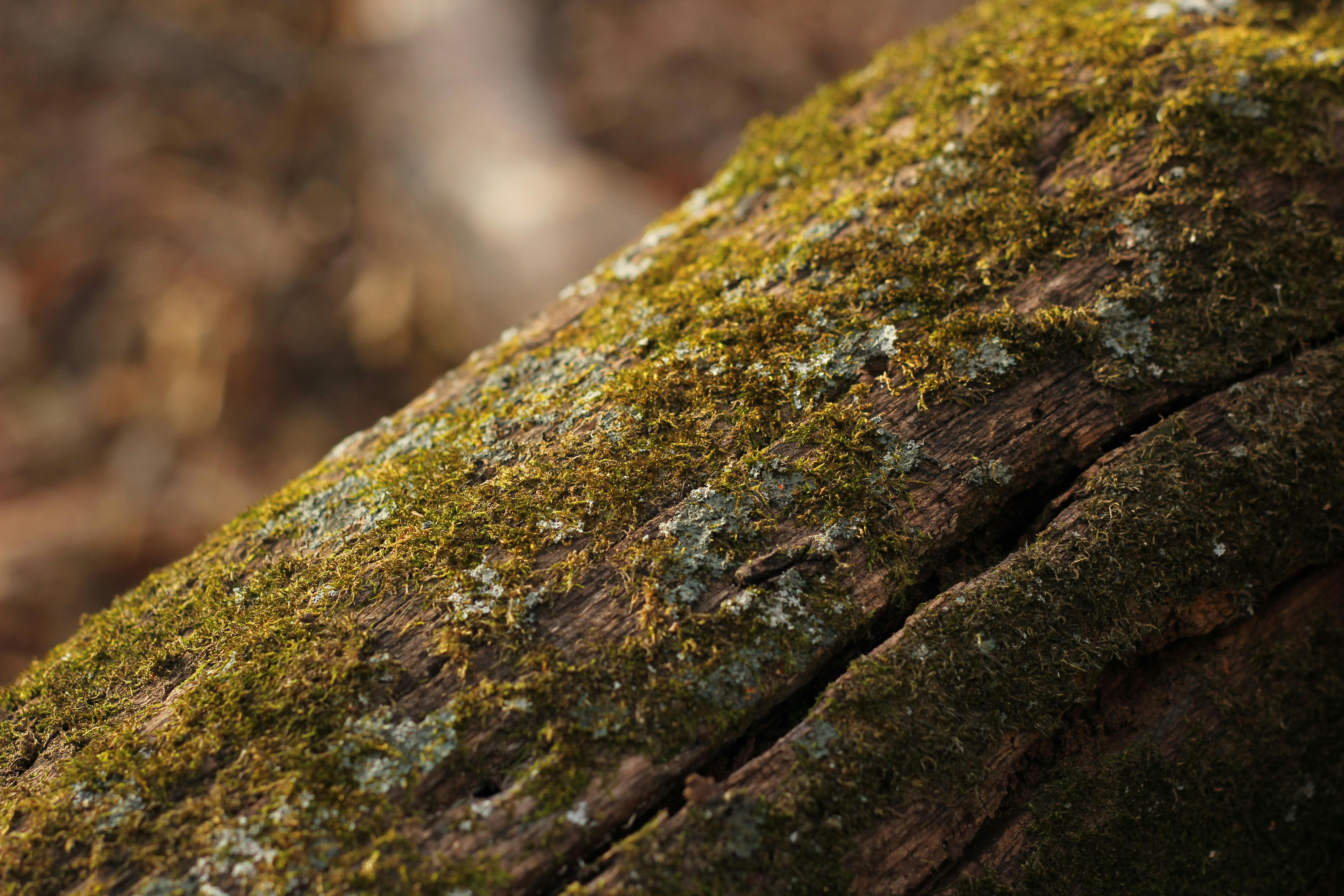 Water Mold Photos, Download The BEST Free Water Mold Stock Photos & HD ...