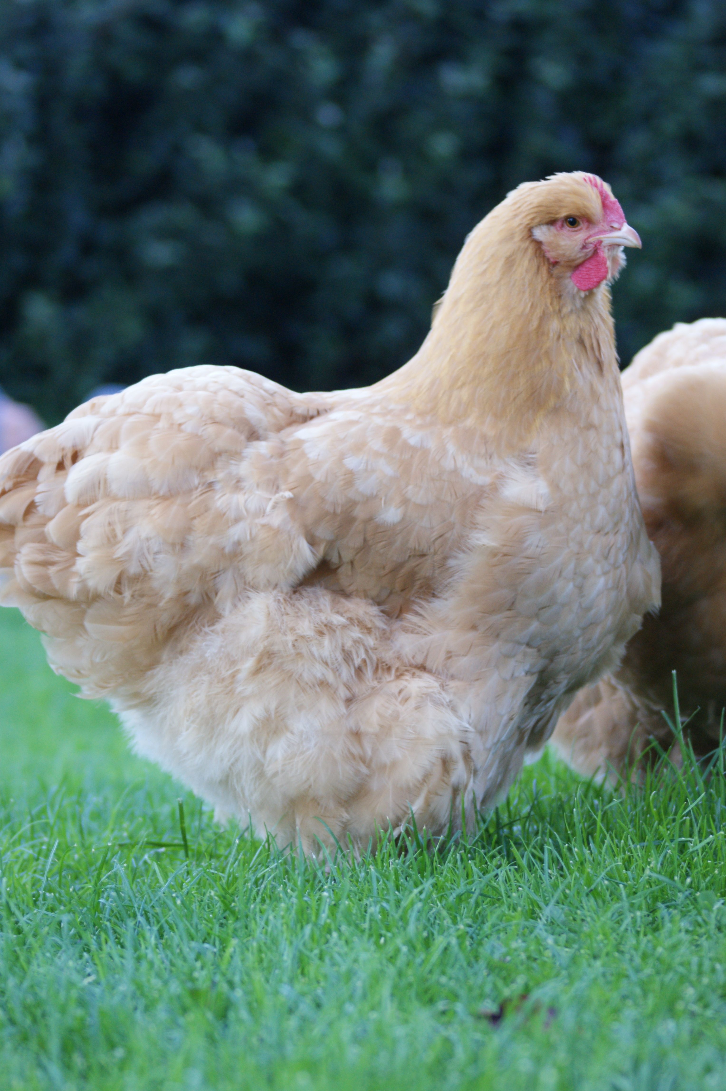Close up of a Chicken · Free Stock Photo