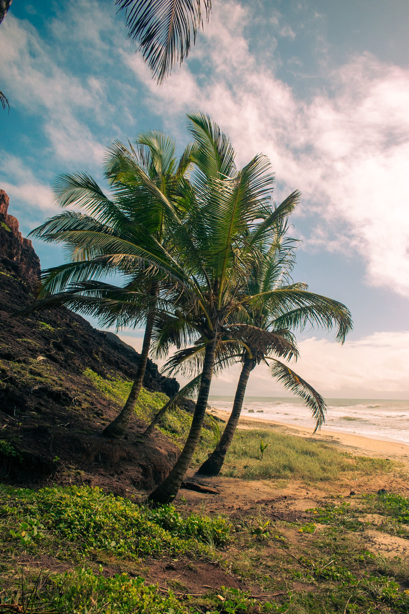 Palm Trees on a Tropical Beach · Free Stock Photo