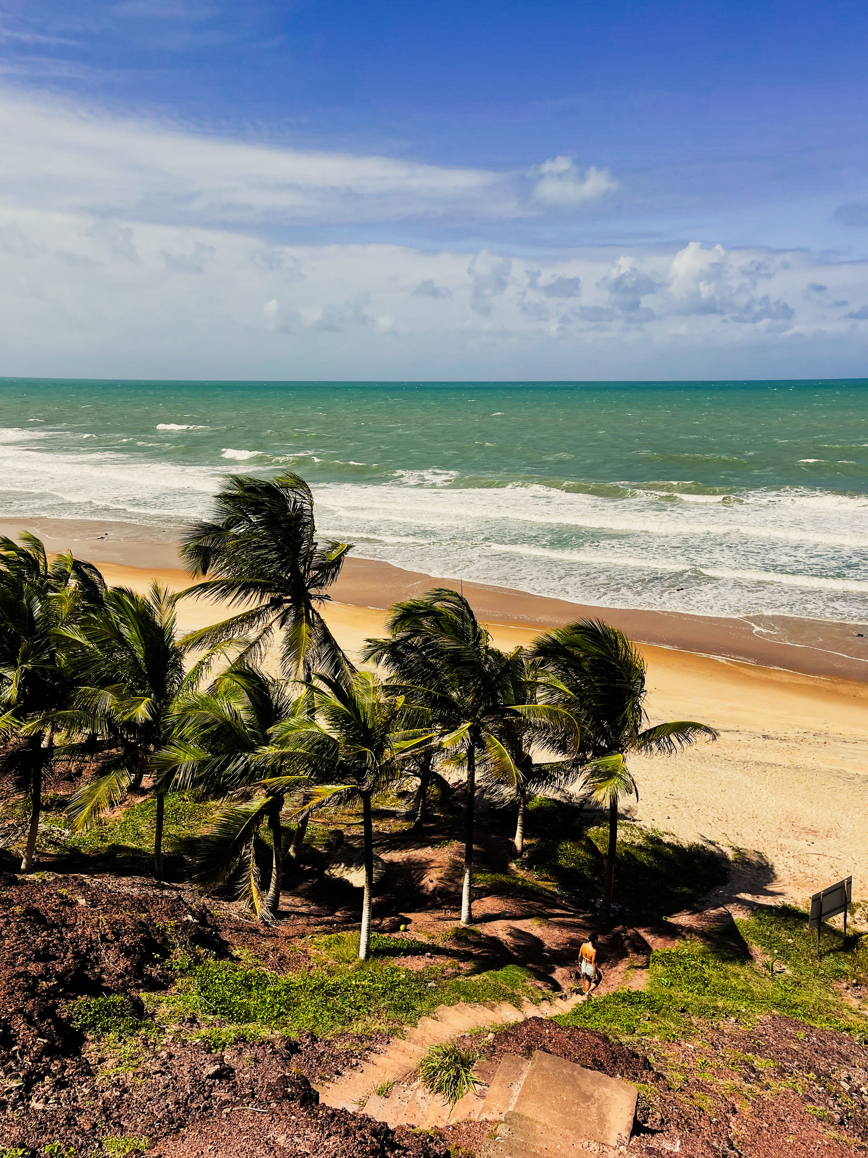 A Tree on a Seashore · Free Stock Photo