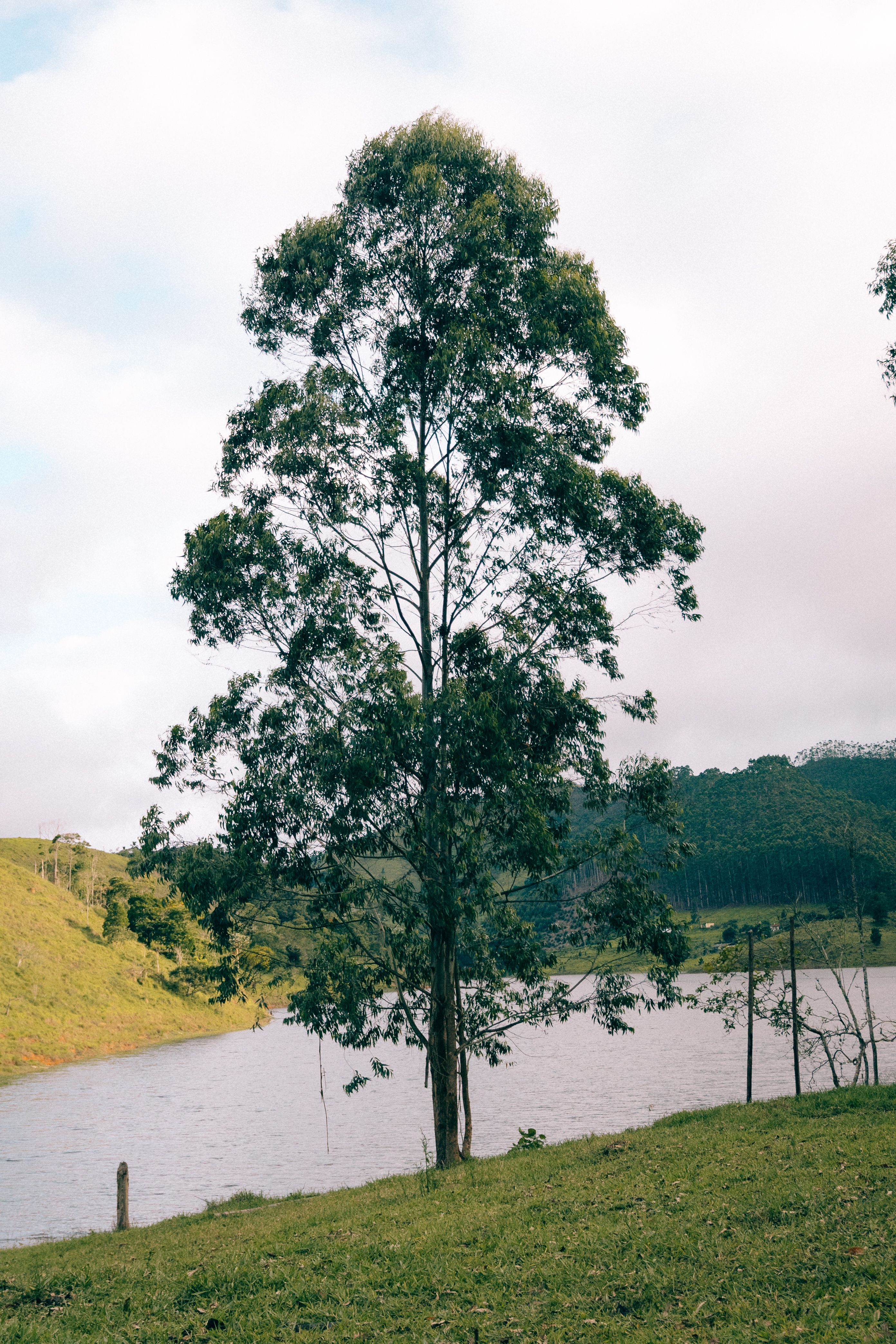 Riverside Tree in Summer · Free Stock Photo