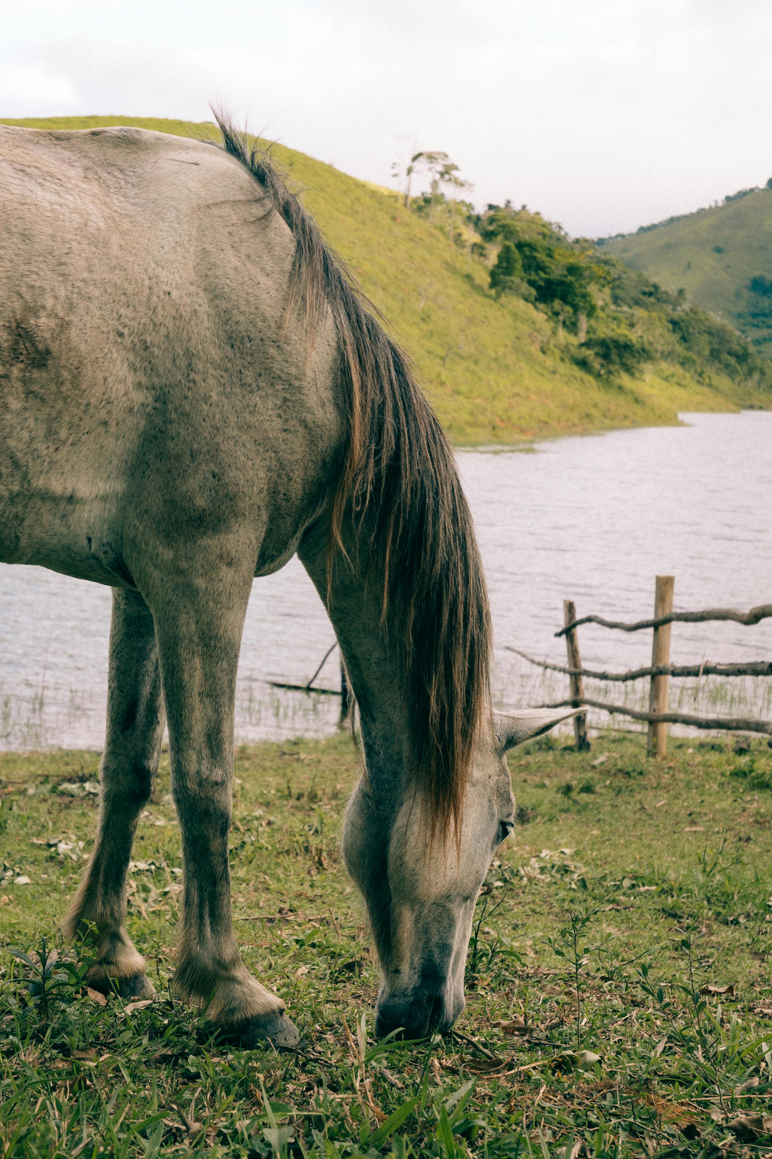 Horses Grazing by a Tranquil Water Source · Free Stock Photo