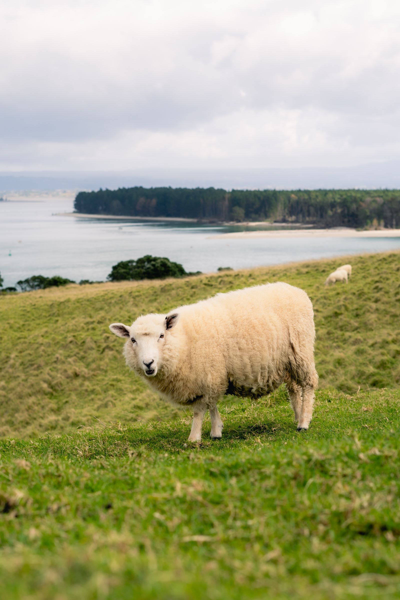 Sea Sheep Photos, Download The BEST Free Sea Sheep Stock Photos & HD Images
