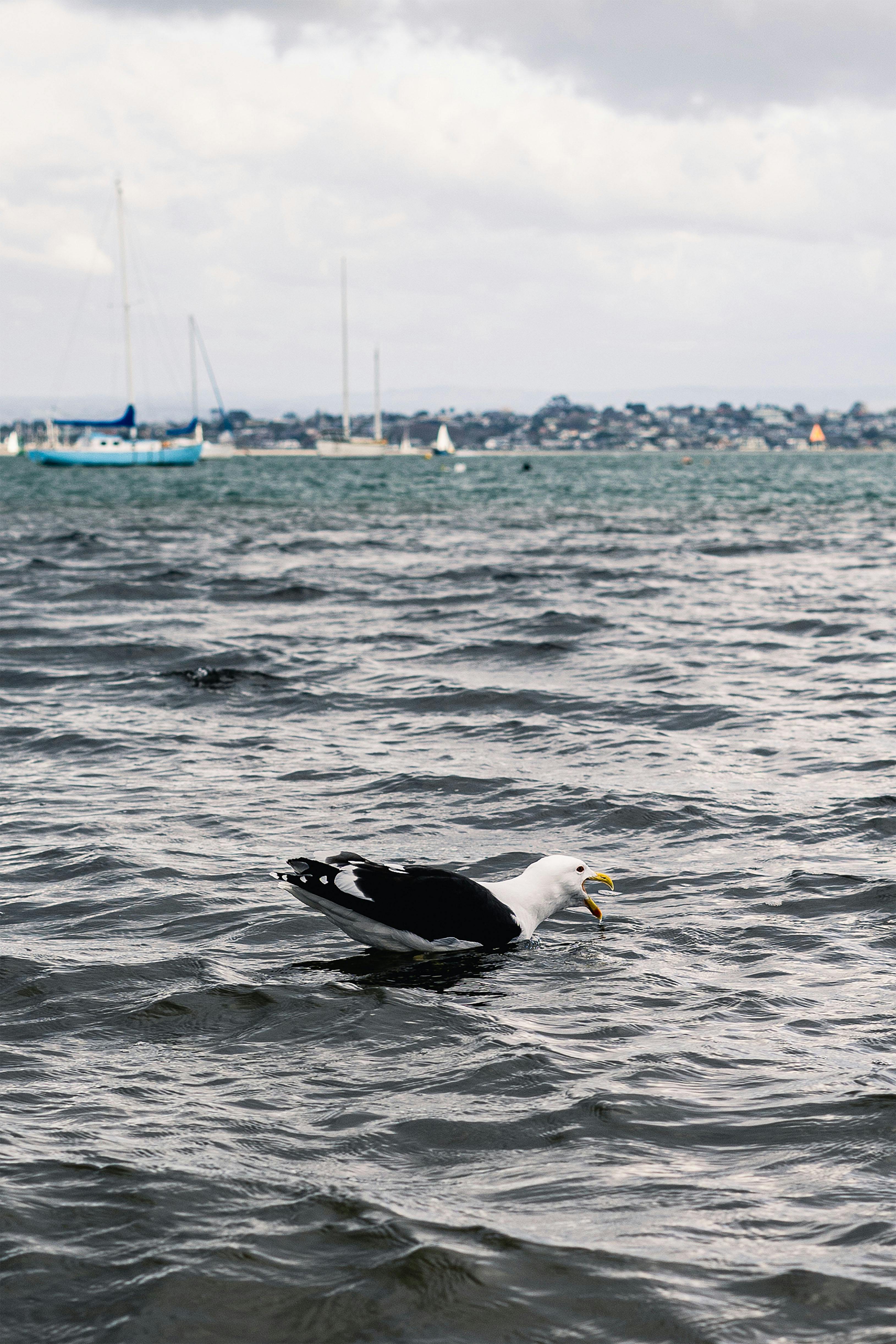 Animal Port Photos, Download The BEST Free Animal Port Stock Photos ...