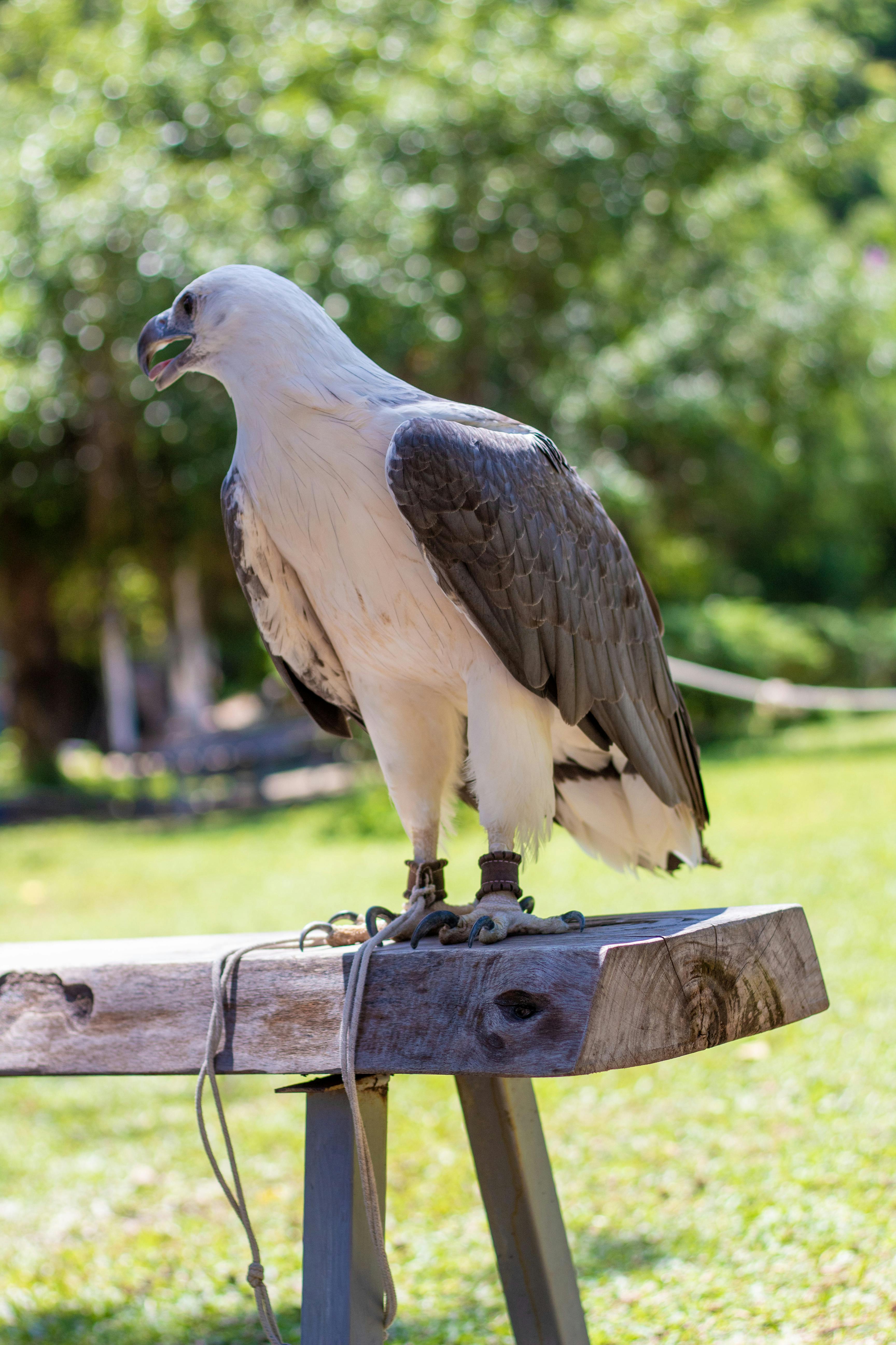 Piscivorous Bird on a Meadow · Free Stock Photo