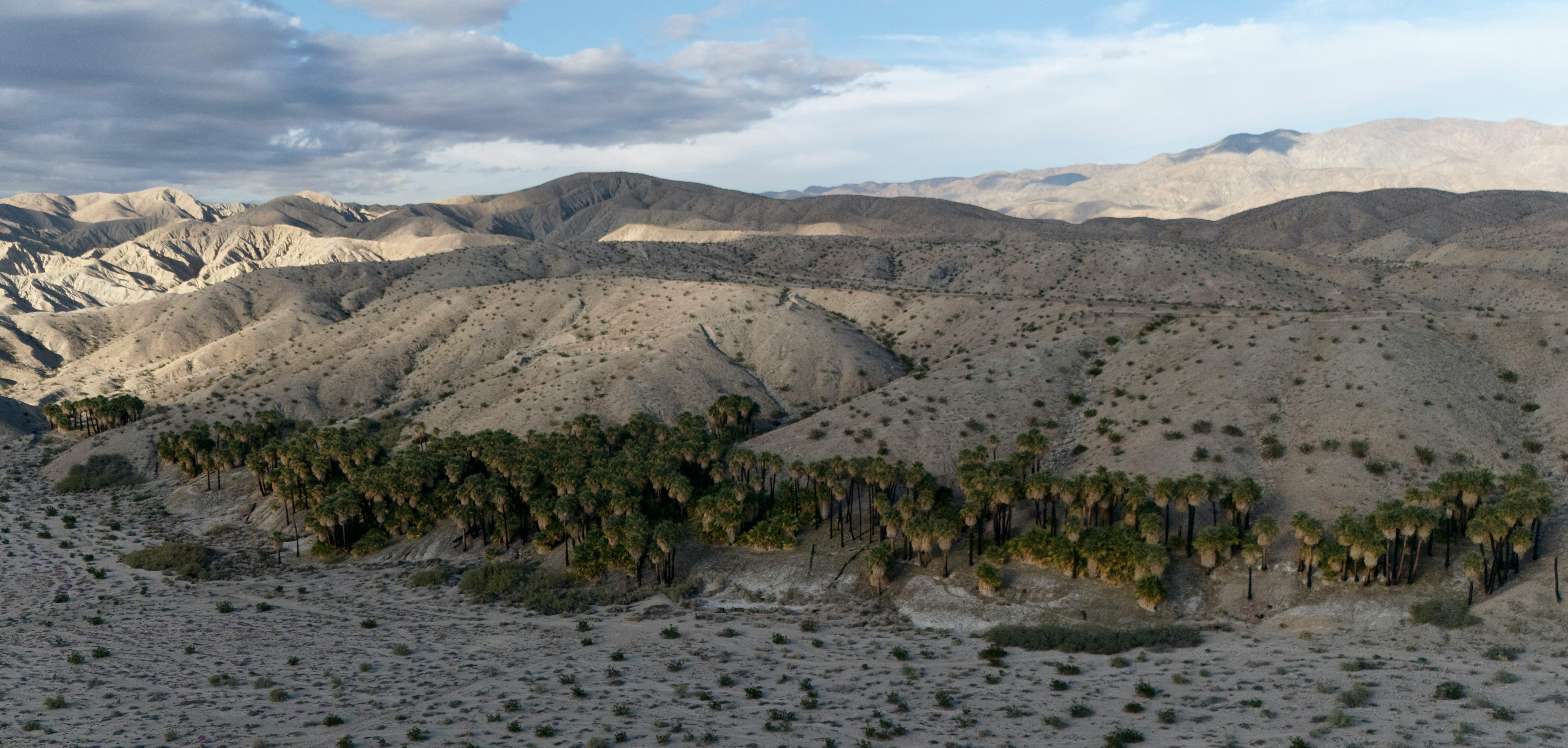Trees in a Mountain Valley · Free Stock Photo
