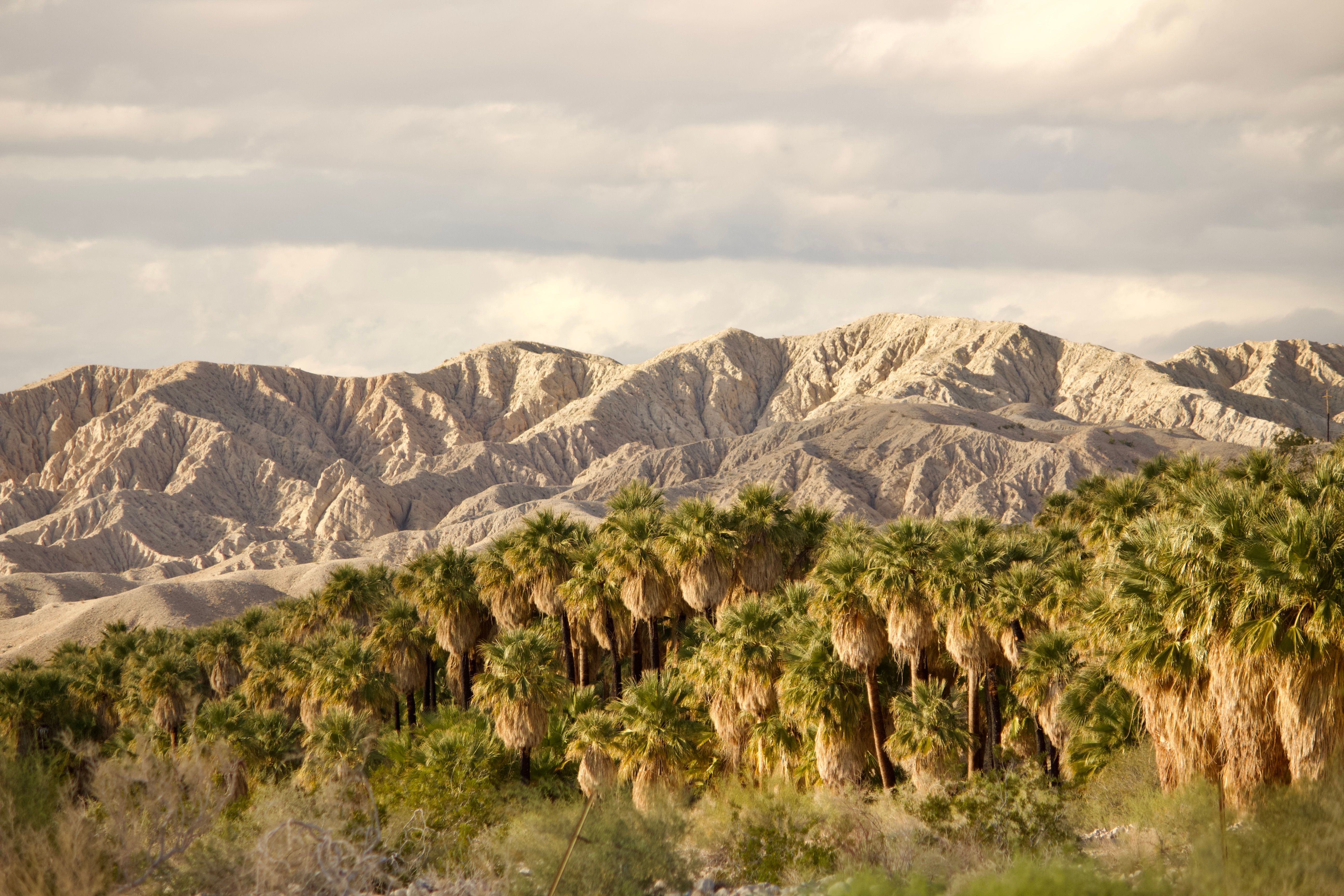 Landscape Forest Photos, Download The BEST Free Landscape Forest Stock ...