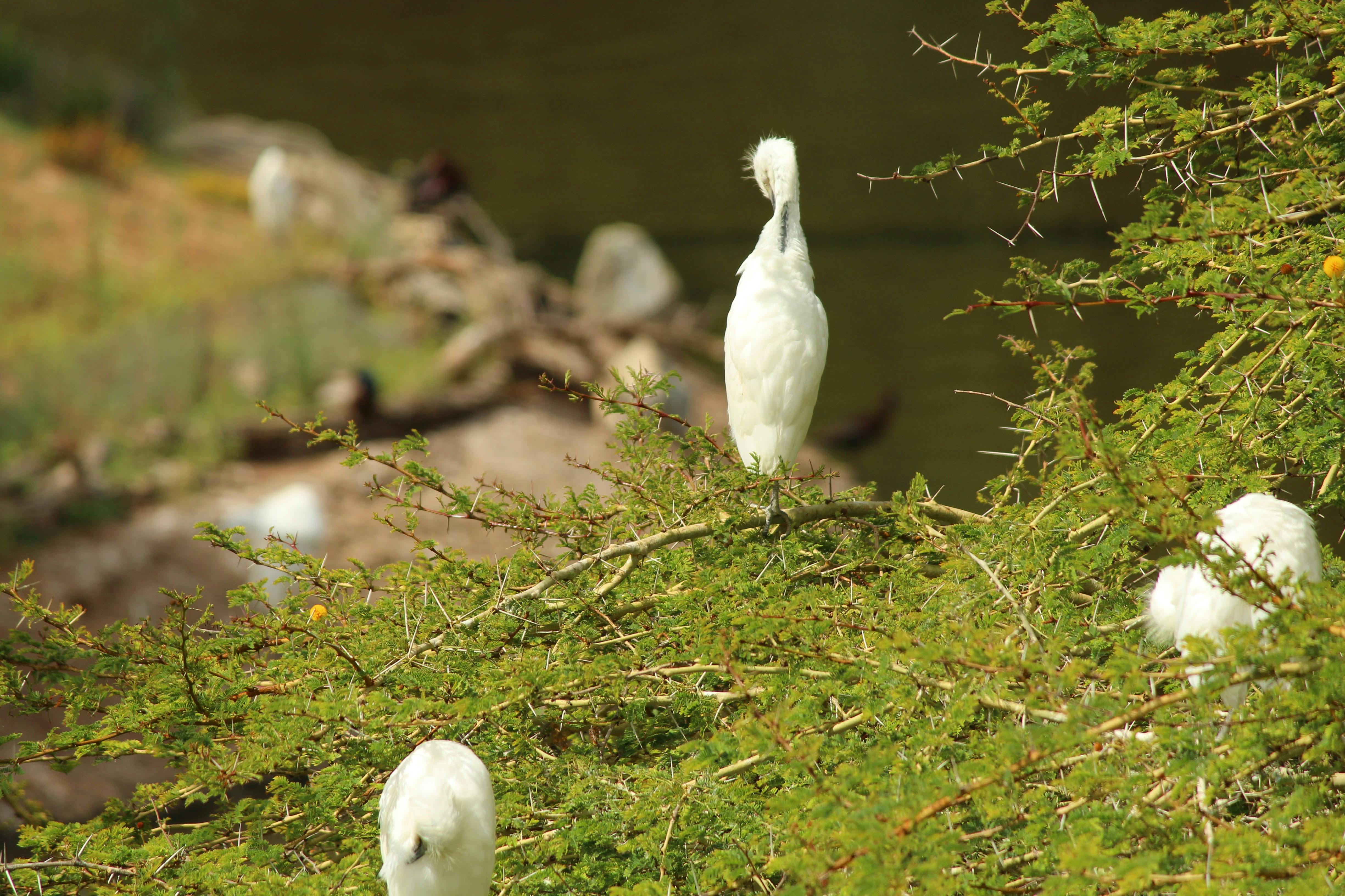 A peacock with its feathers spread out · Free Stock Photo