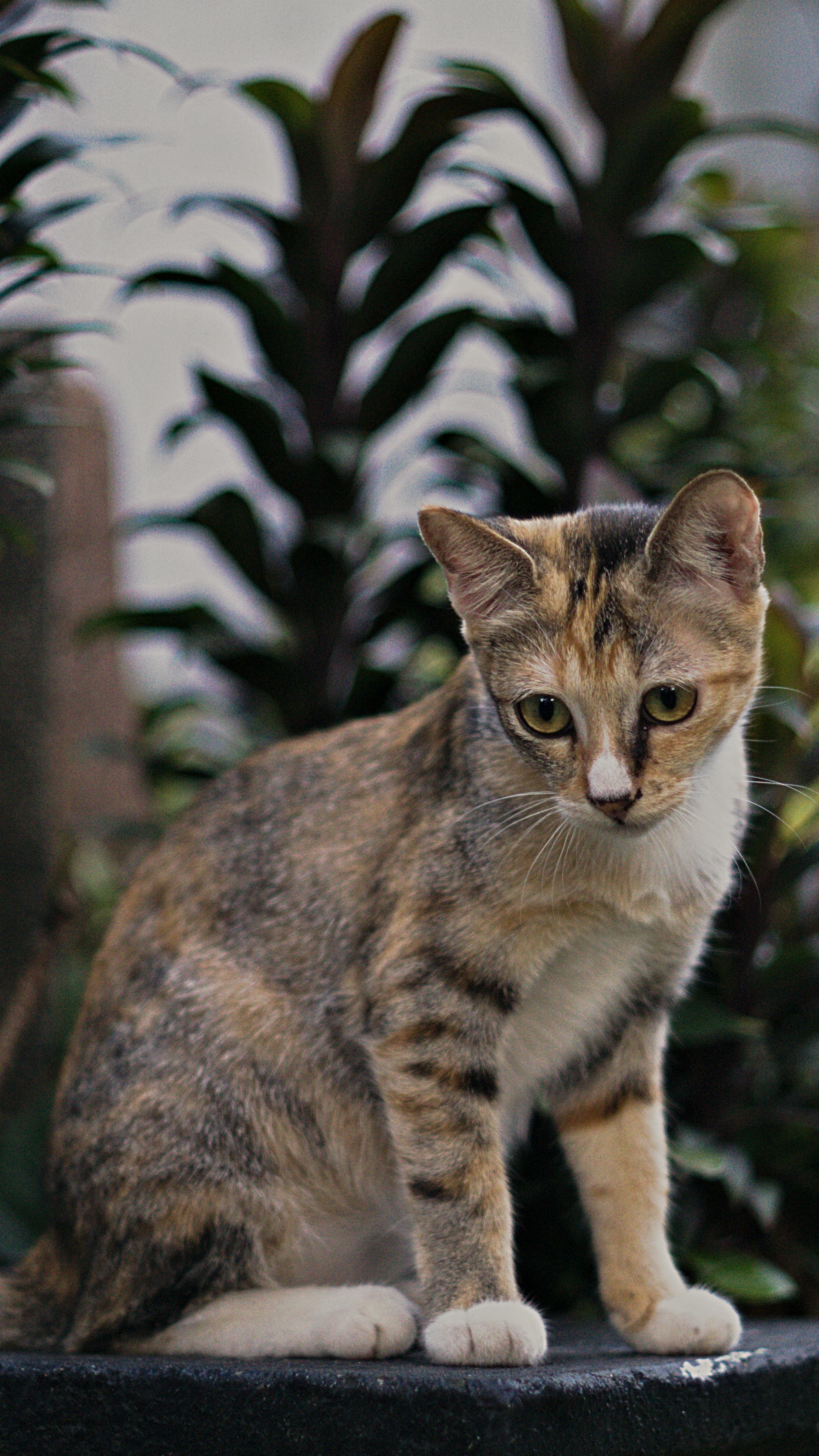 Cat Looking Right Photos, Download The BEST Free Cat Looking Right ...