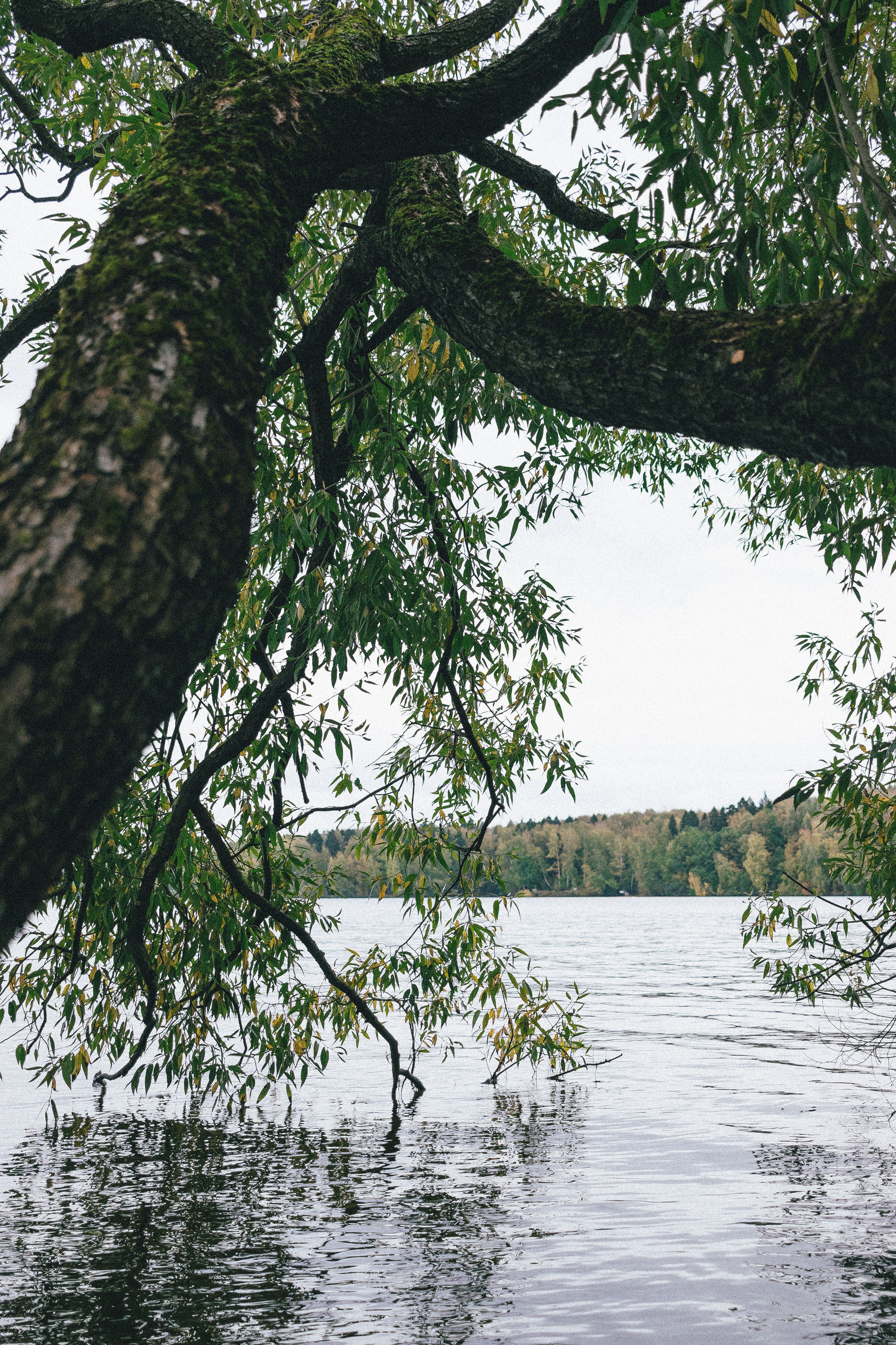Tree on Lakeside · Free Stock Photo