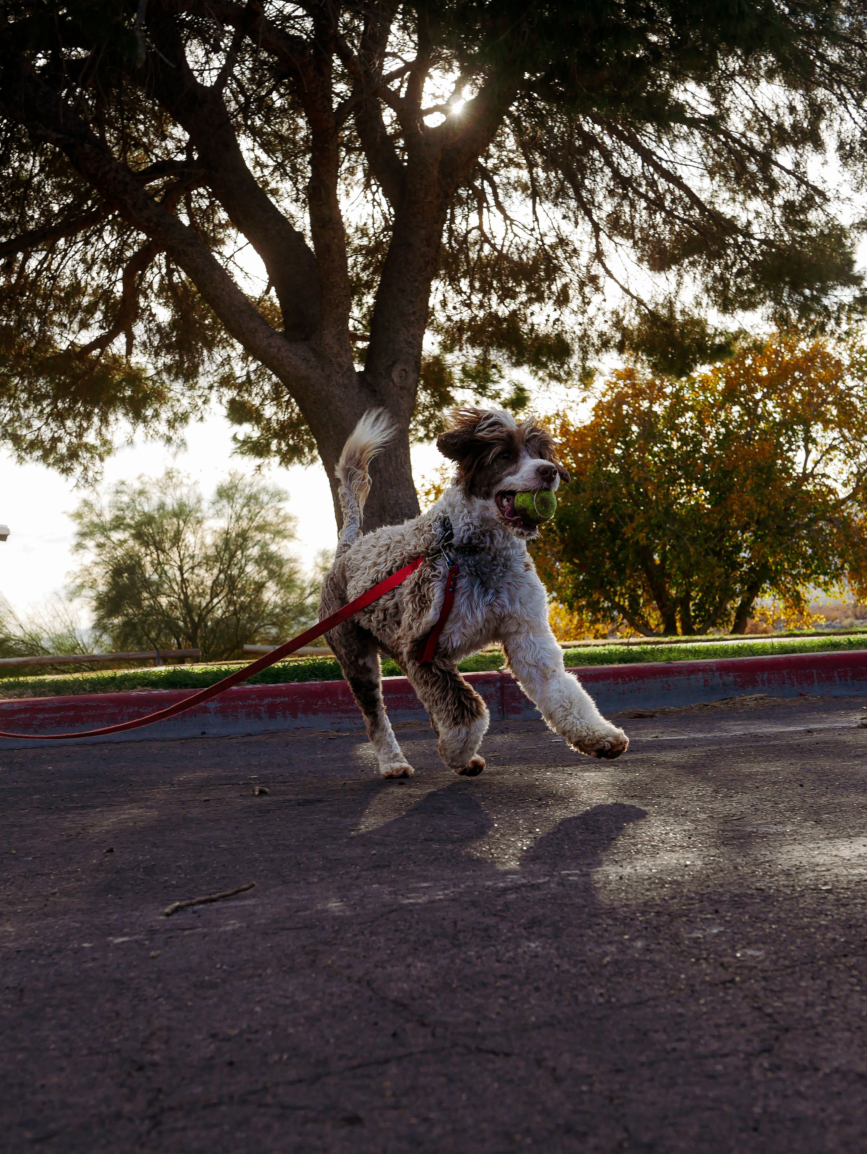 A Dog Catching a Ball Midair · Free Stock Photo