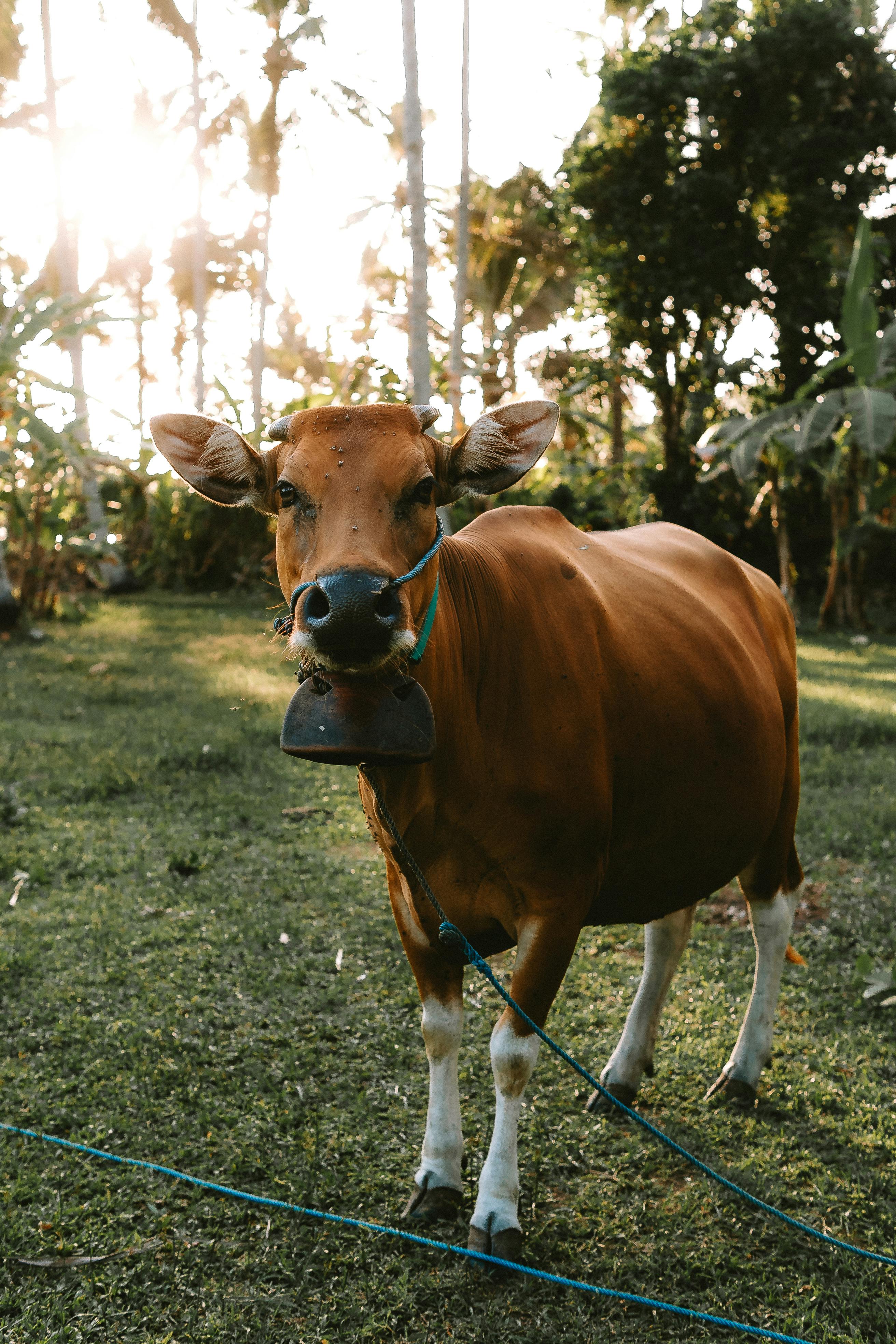 Portrait of a Brown Cow Wearing a Leash · Free Stock Photo