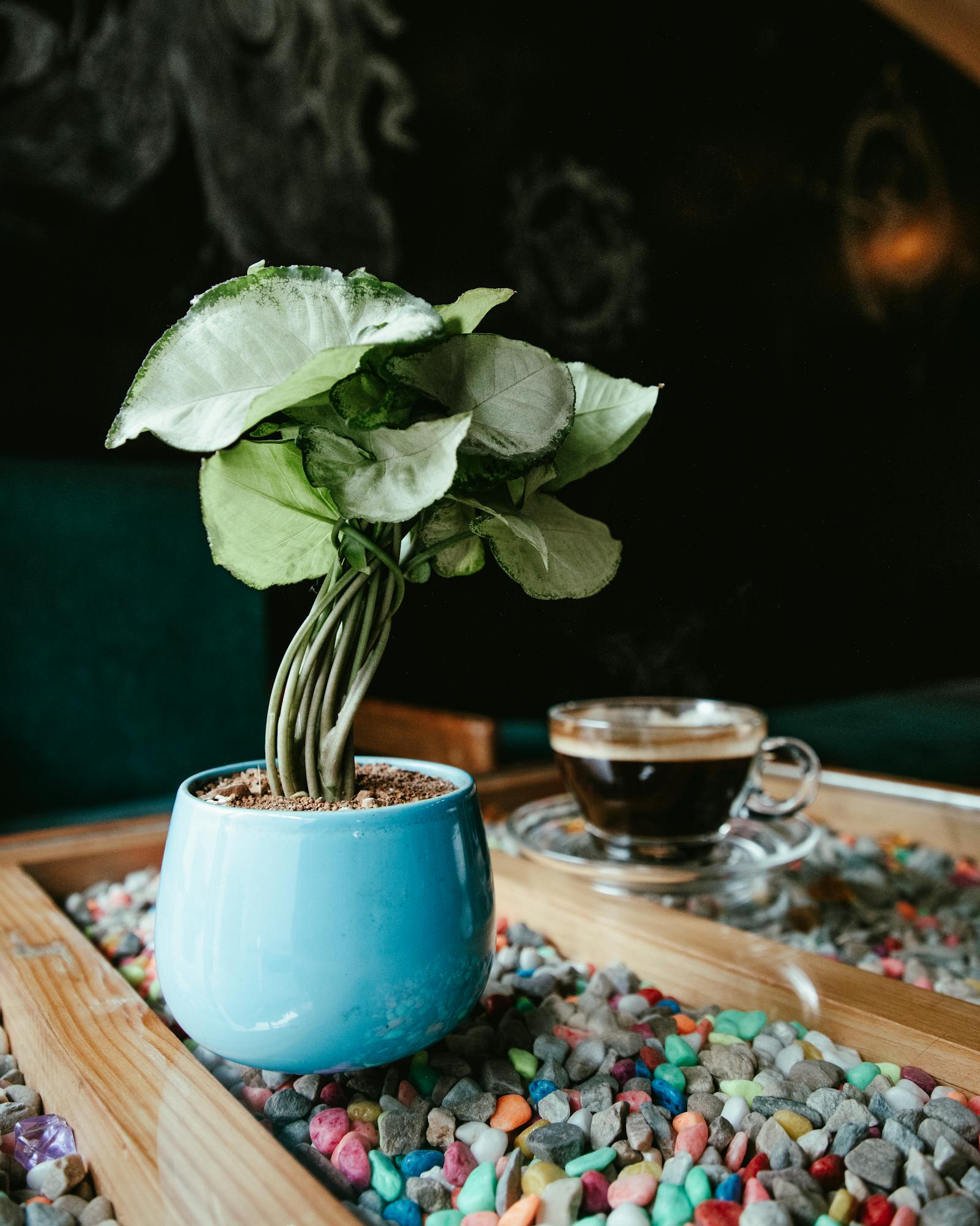 Plant Pot Images Photos, Download The BEST Free Plant Pot Images Stock ...