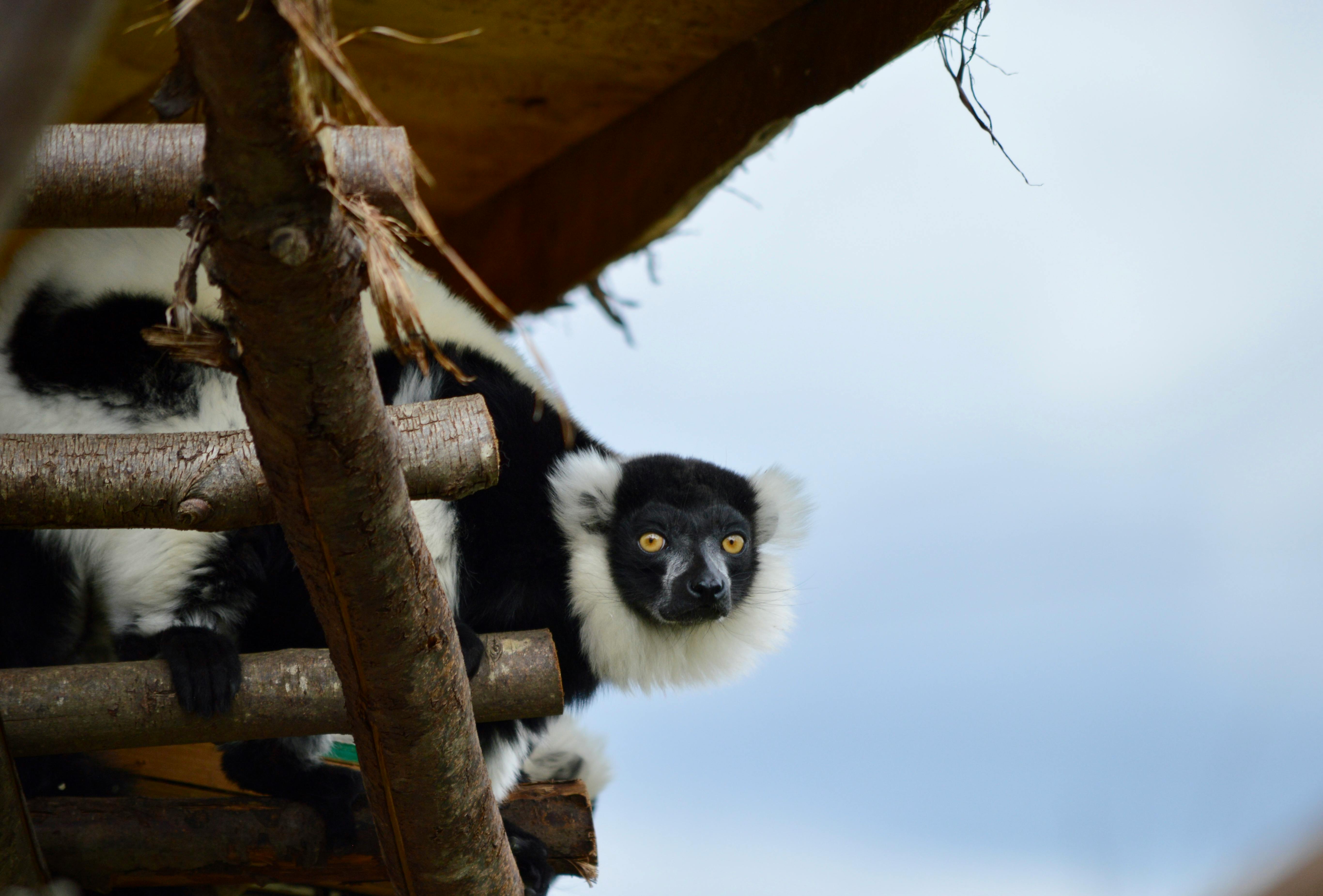Curious Lemur on Ladder · Free Stock Photo
