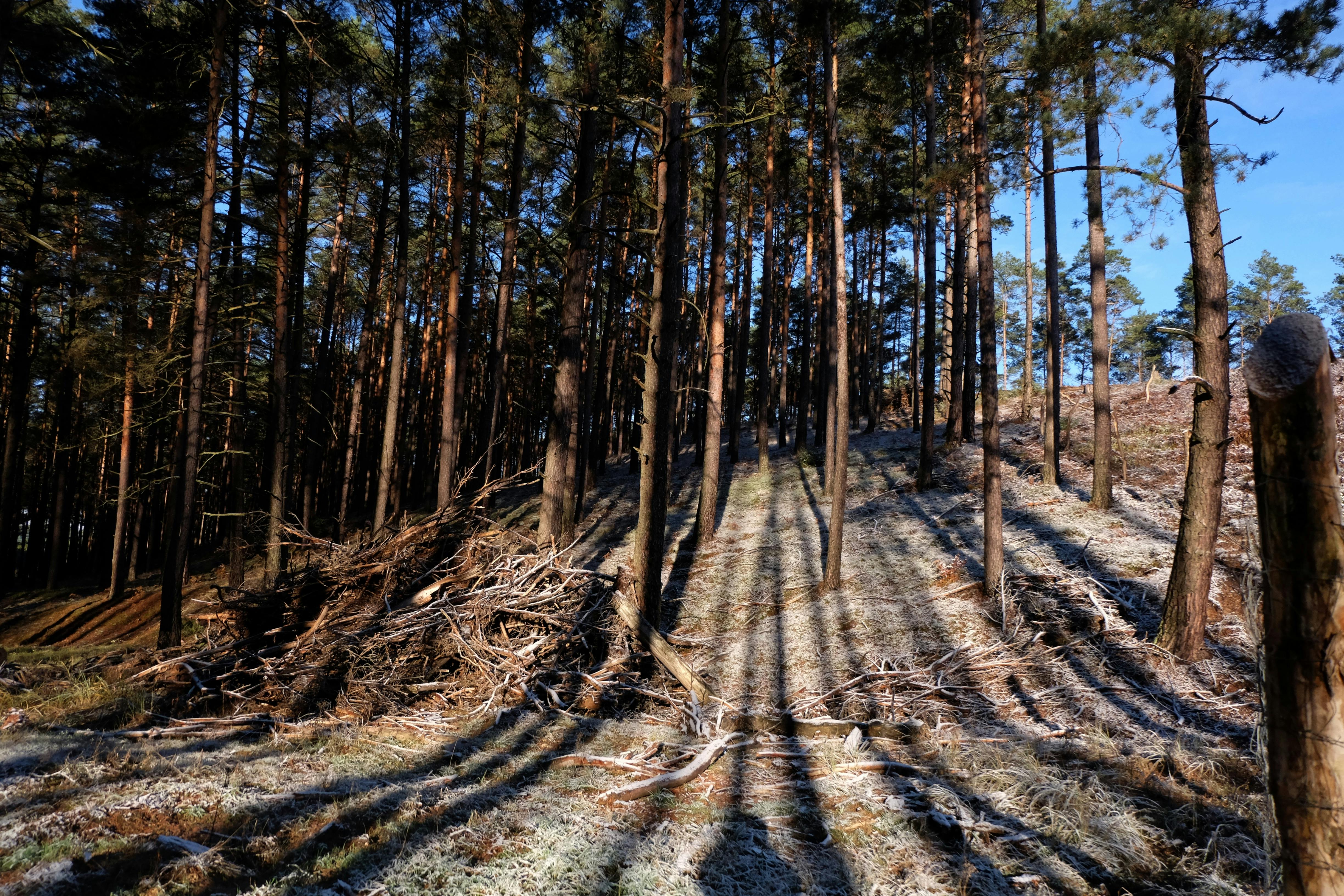 Heather Cool Photos, Download The BEST Free Heather Cool Stock Photos ...