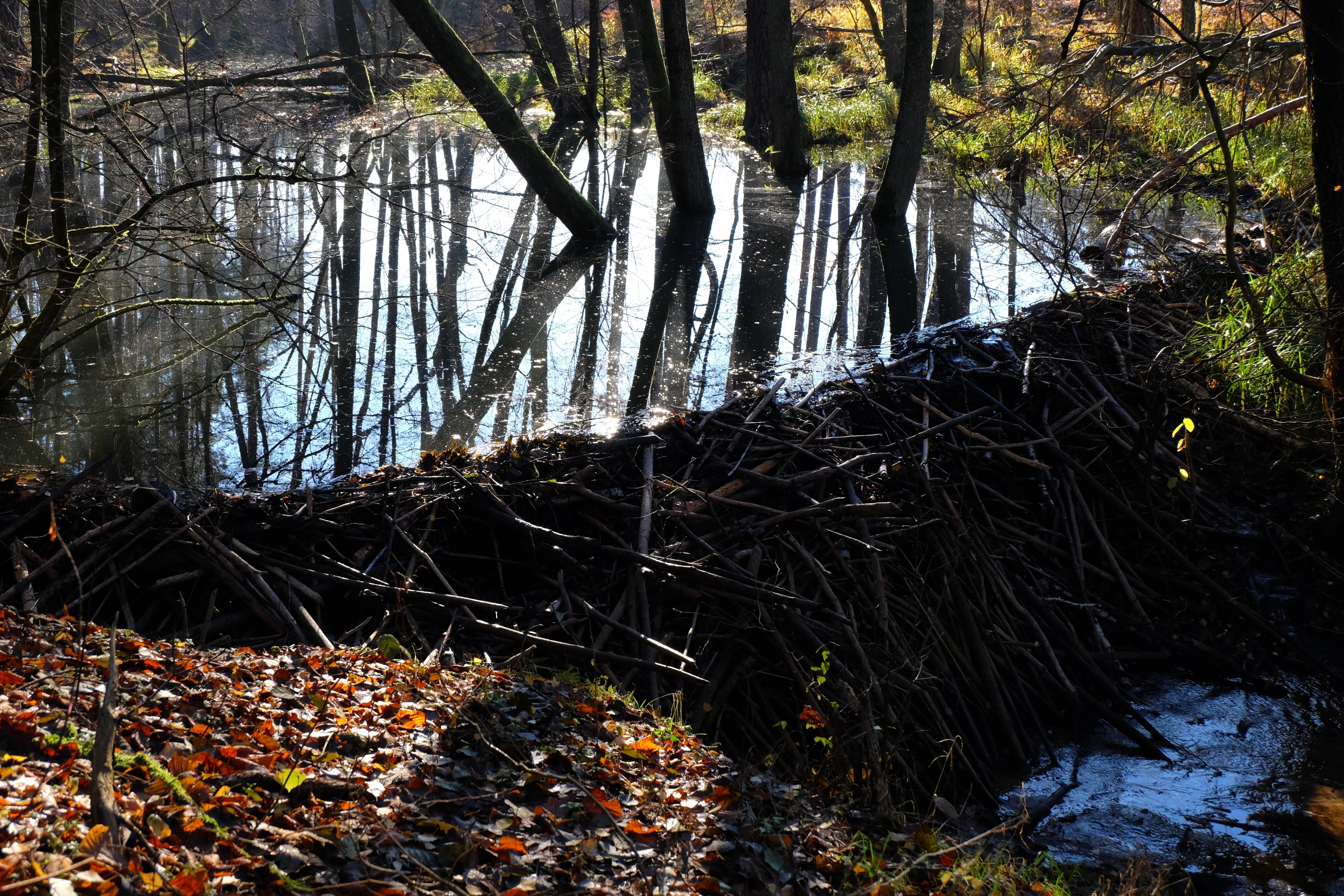 A small stream in the woods with trees and leaves · Free Stock Photo